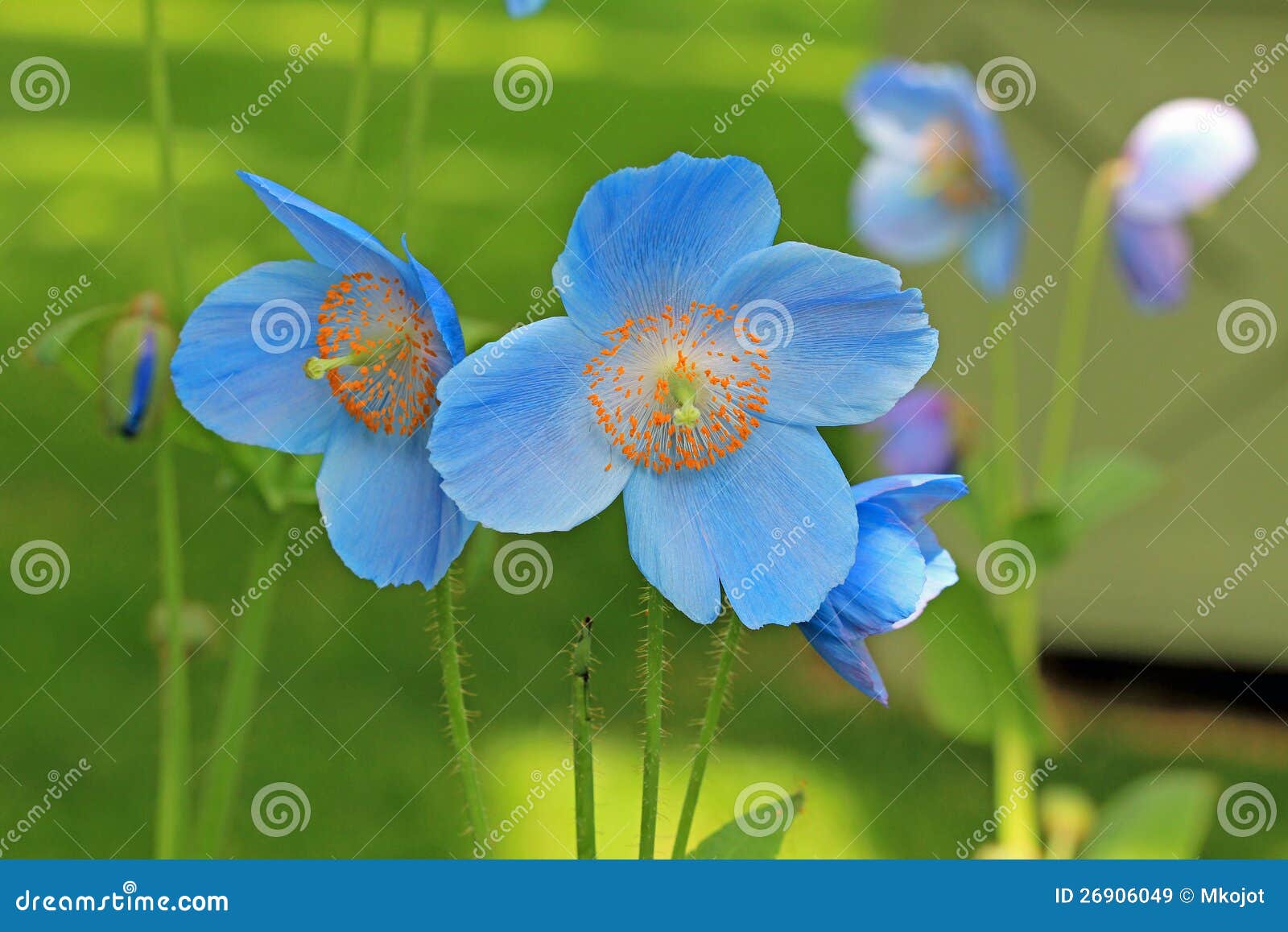 Blue poppy flowers stock image. Image of nature, floral - 26906049