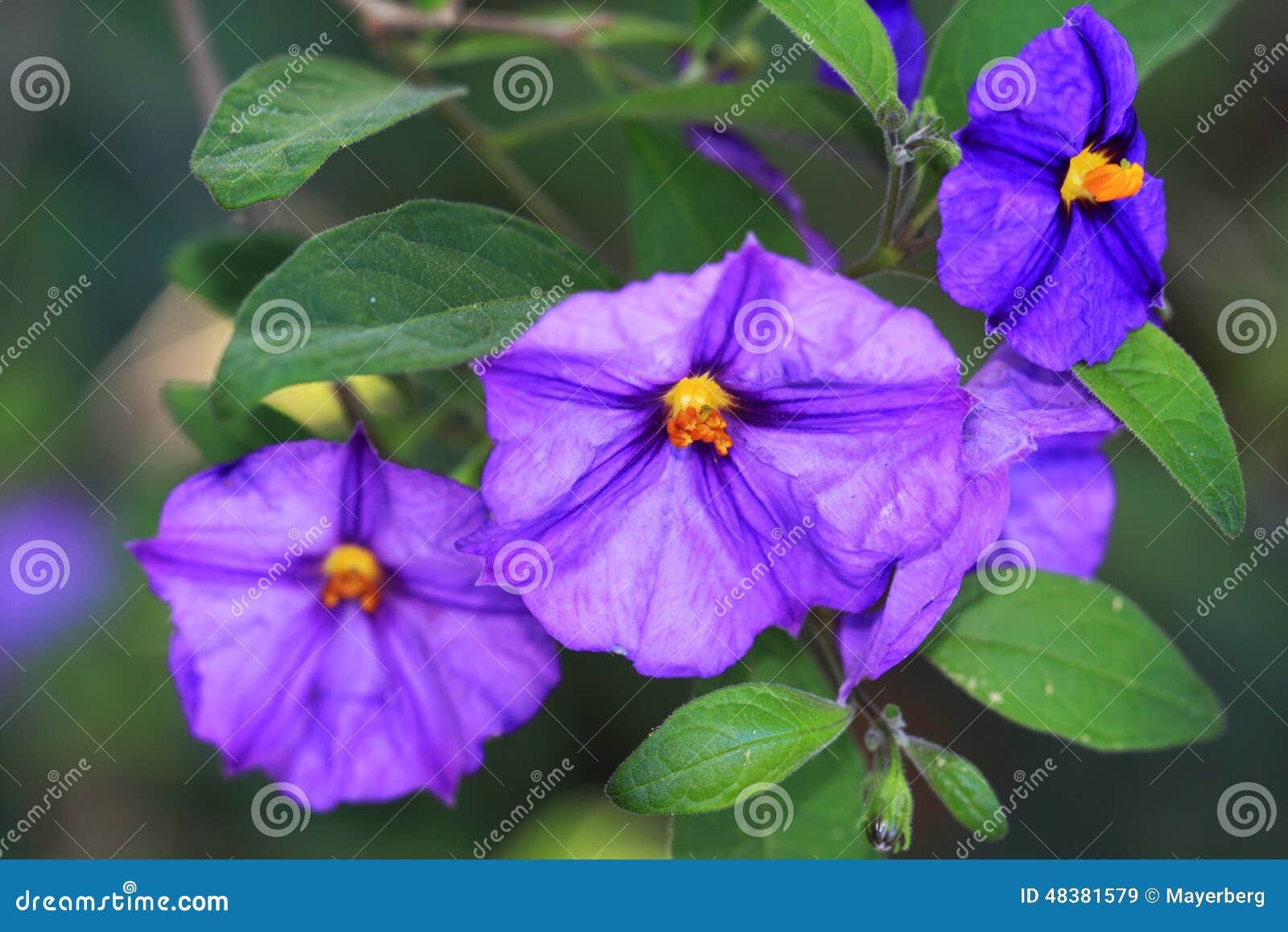 Blue Potato Bush Blue Fountain Royalty-Free Stock Photography ...