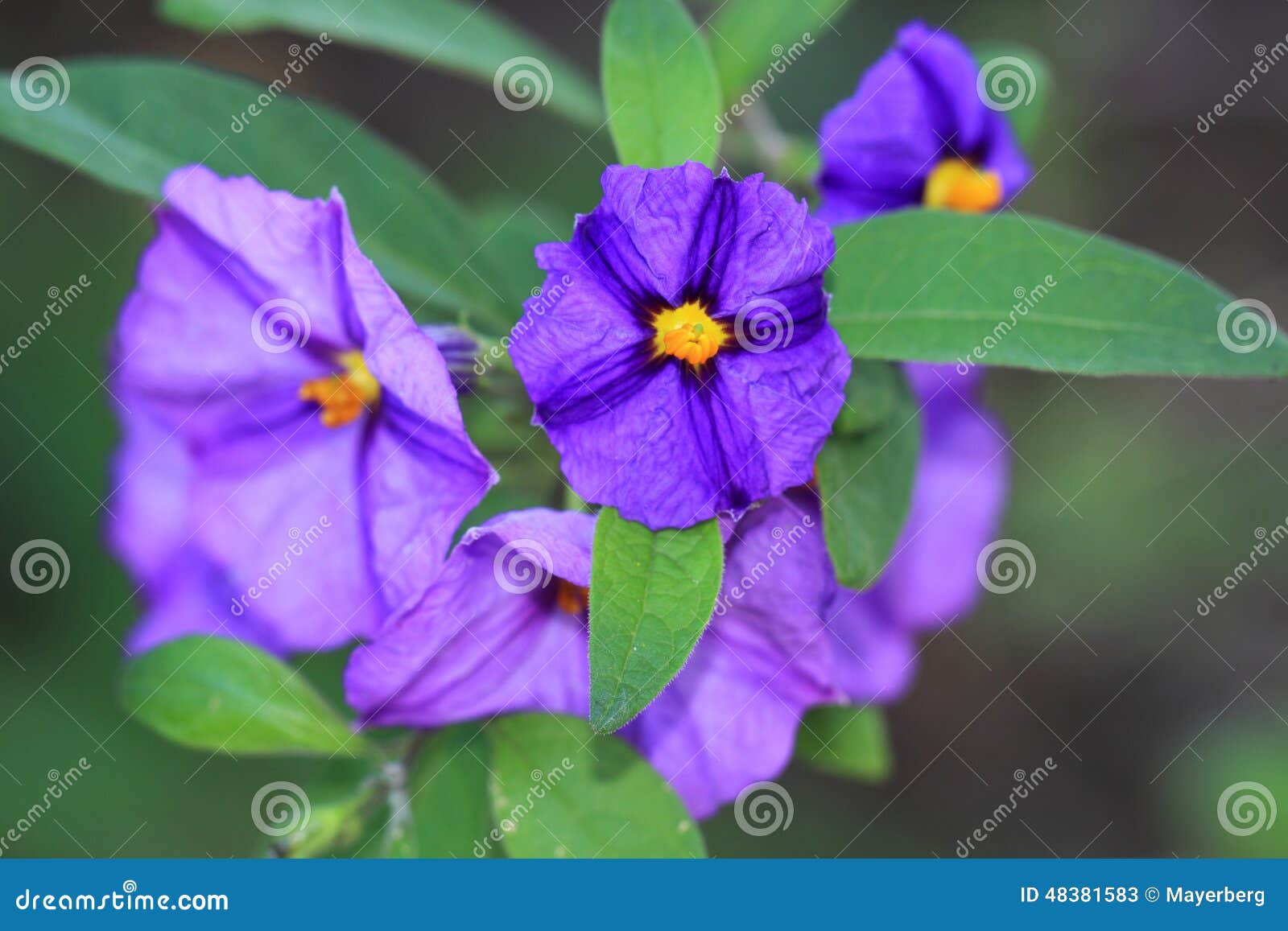 Blue Potato Bus, Solanum Rantonnetii Stock Image - Image of blue ...