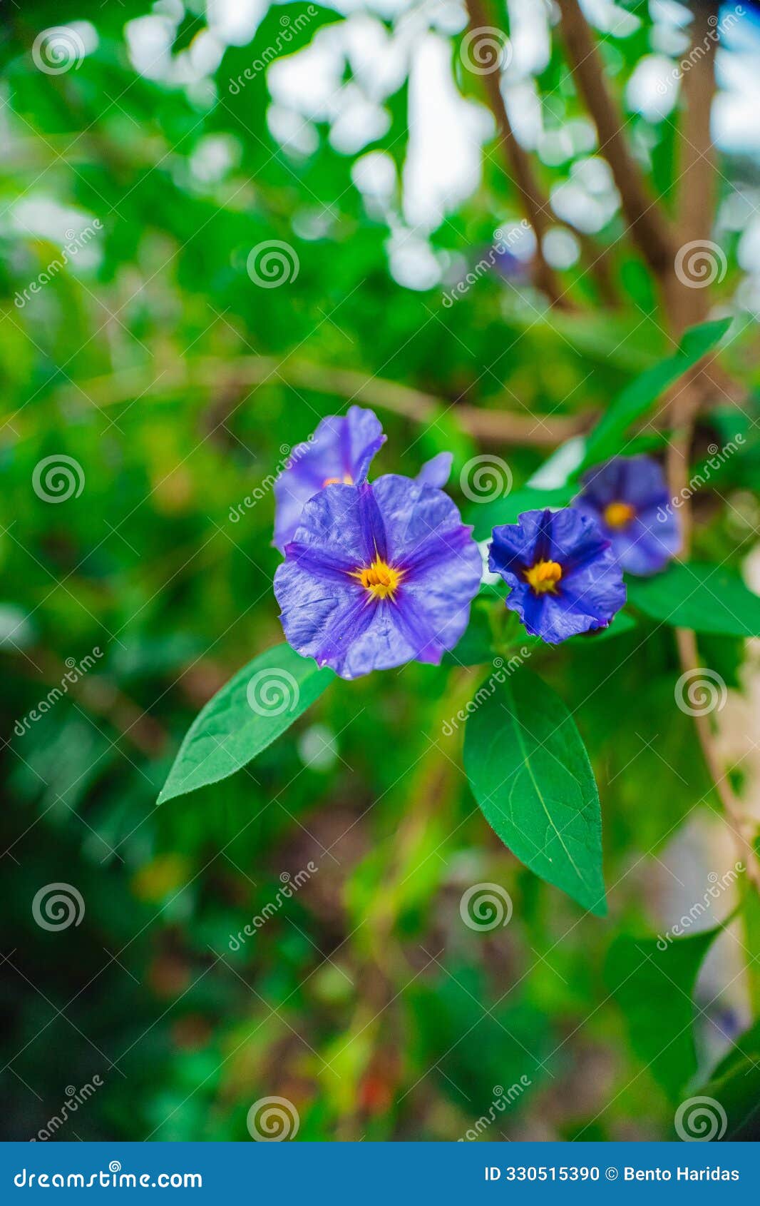 Blue Potato Bush Lycianthes Rantonnetii Stock Photography ...