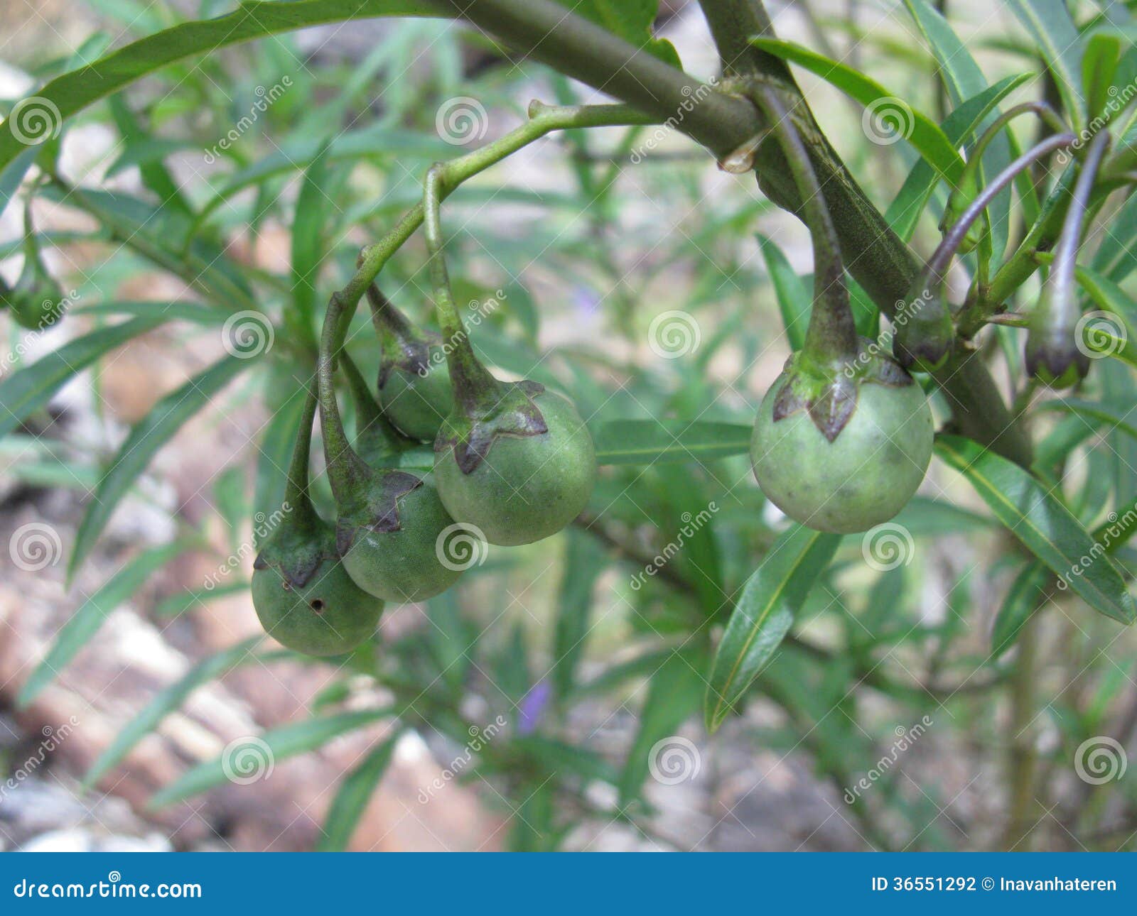 Blue potato bush stock photo. Image of colors, solanceace - 36551292