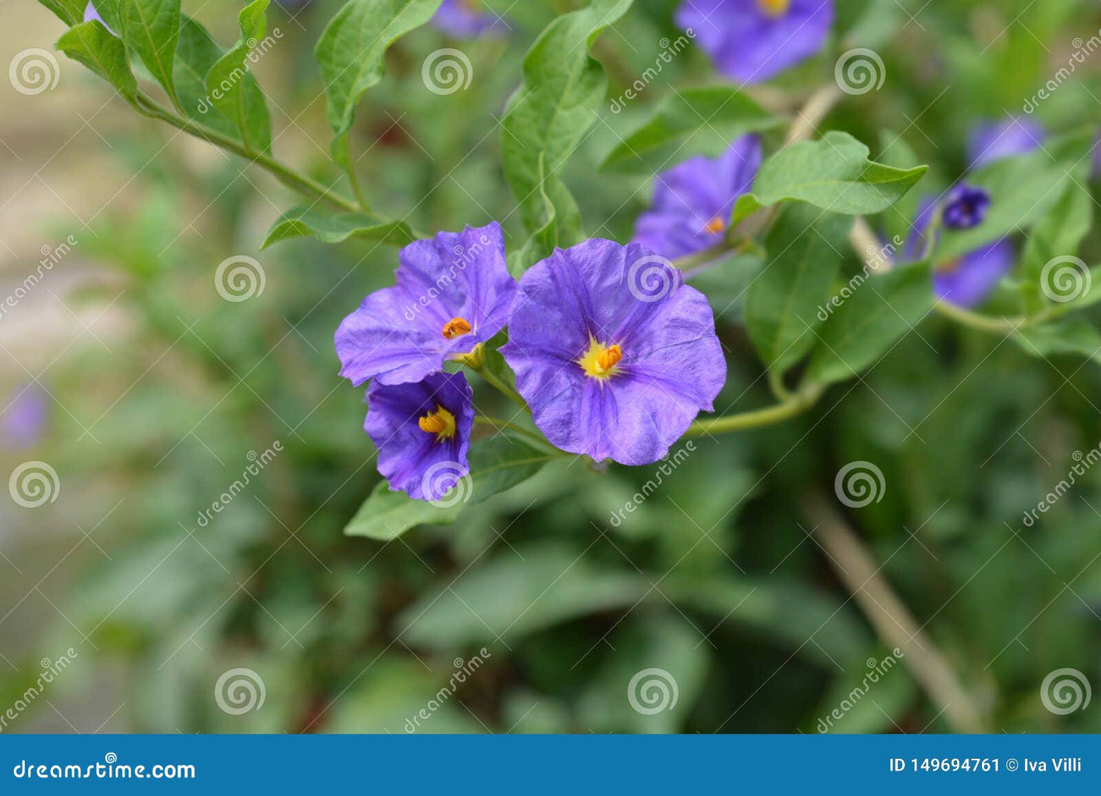 Blue potato bush stock image. Image of garden, flower - 149694761