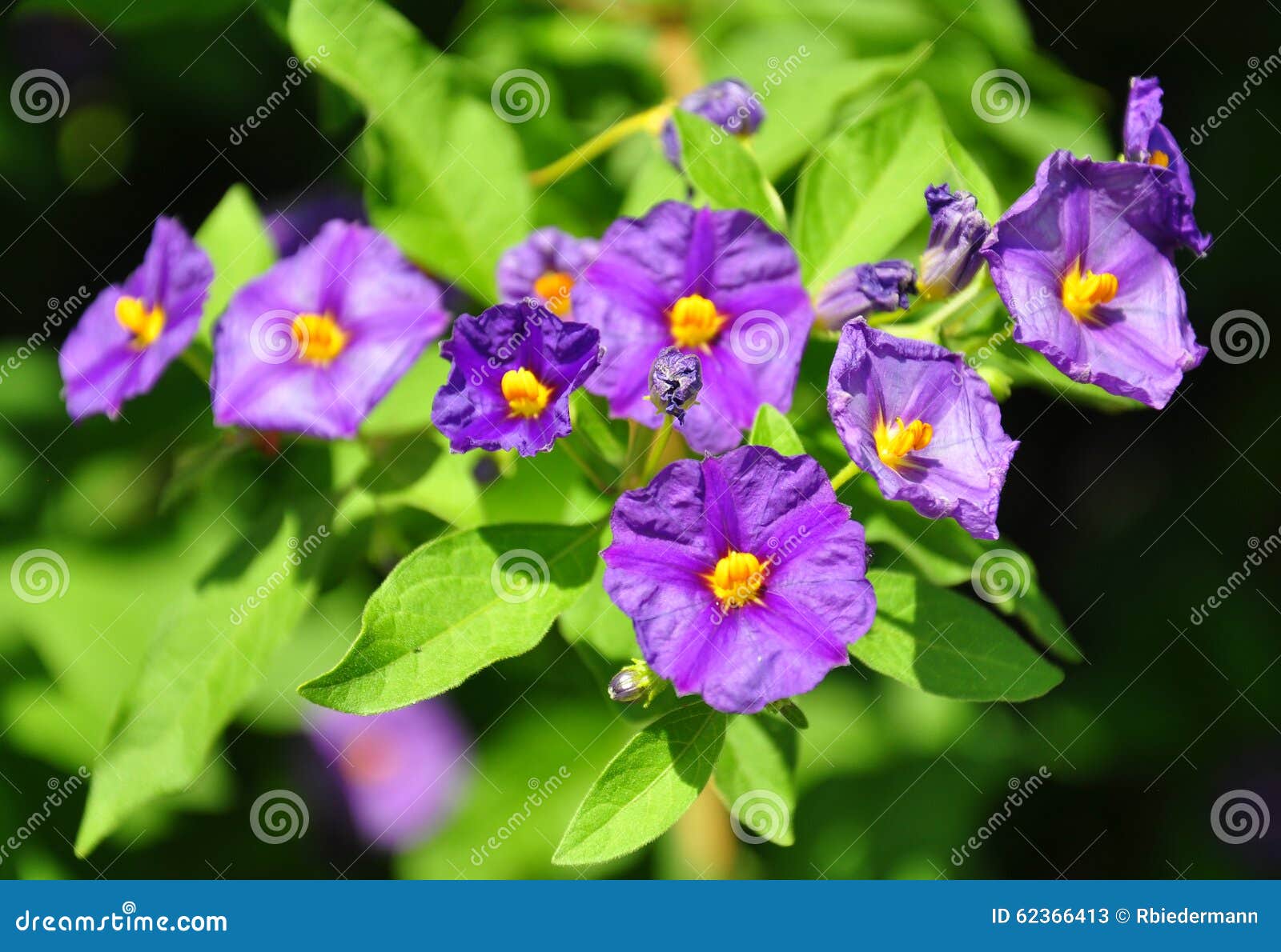 Blue Potato Bush (Lycianthes Rantonnetii) Stock Image - Image of shrub ...