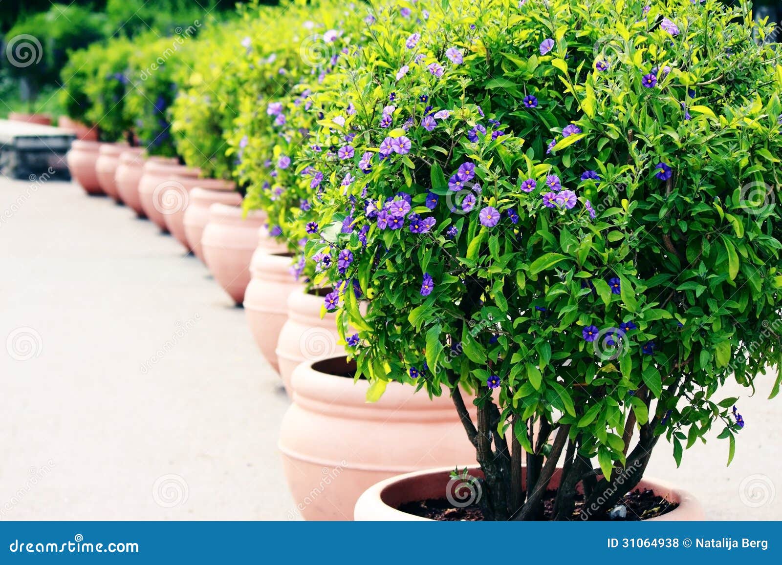 Blue Potato Bush (Solanum Rantonnetii) Stock Photo - Image of flower ...