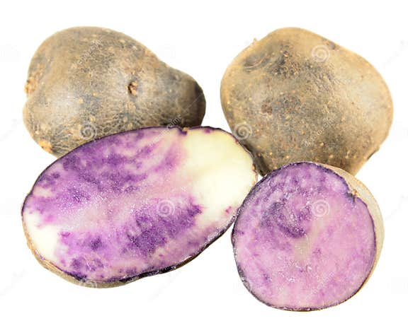 Blue Potatoes Isolated on White Stock Image - Image of ingredient ...