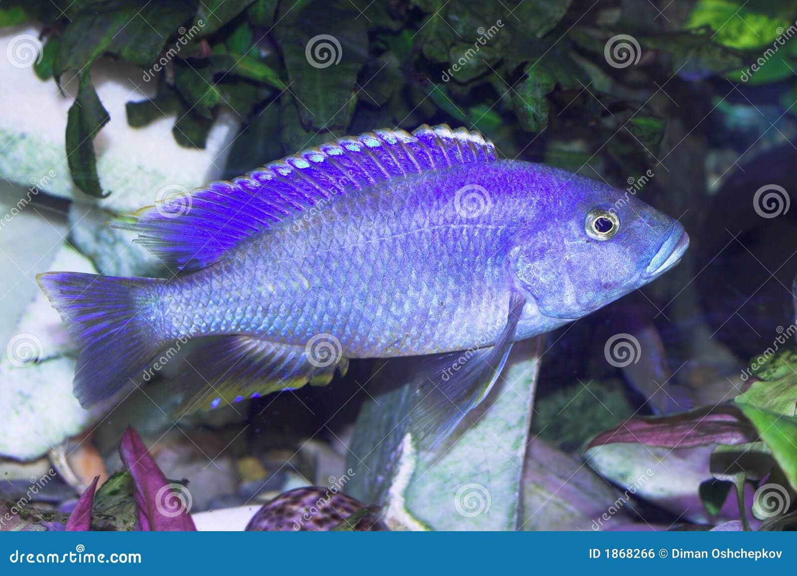 Blue predator fish stock photo. Image of hobby, bright - 1868266