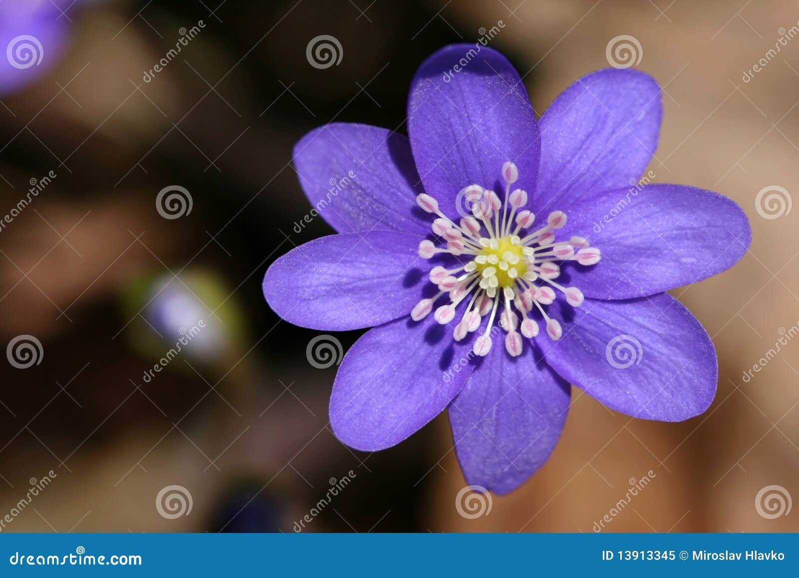 Blue prime stock image. Image of flower, inflorescence - 13913345