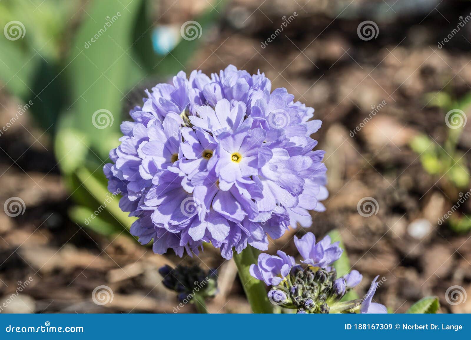 Blue primrose in the bed stock image. Image of rockery - 188167309