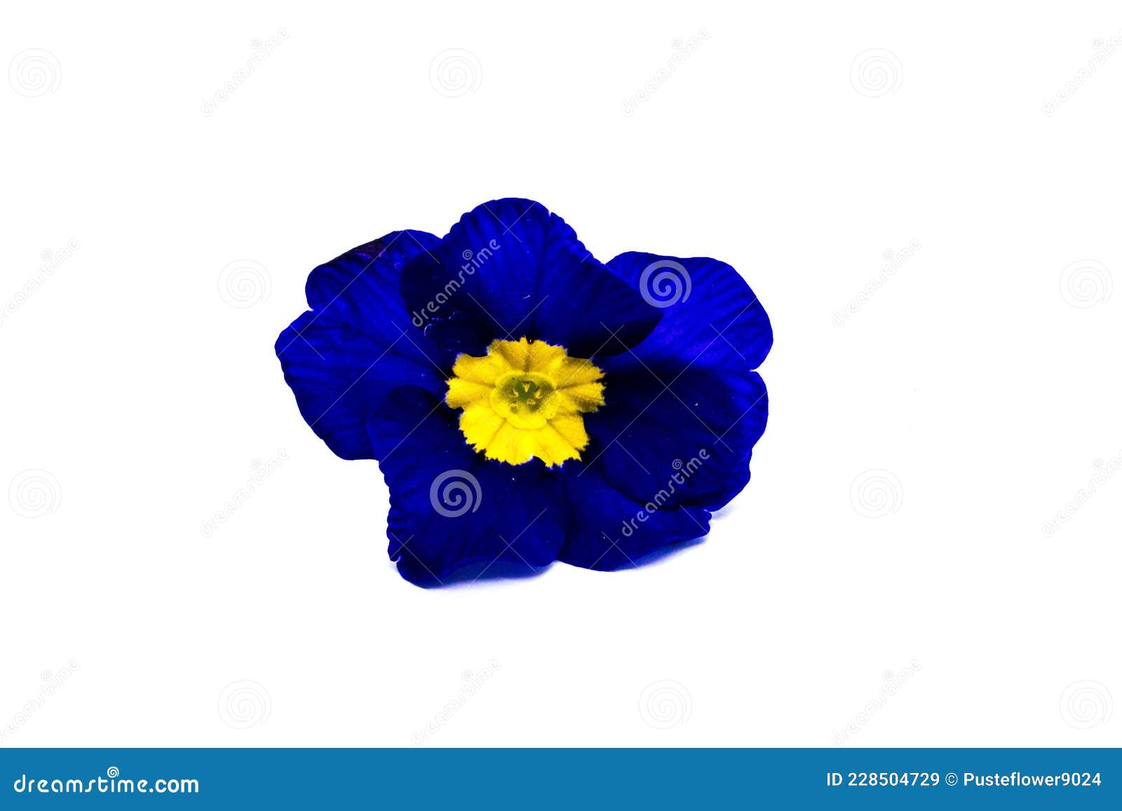 Blue Primrose Blossom on White Background Stock Image - Image of head ...