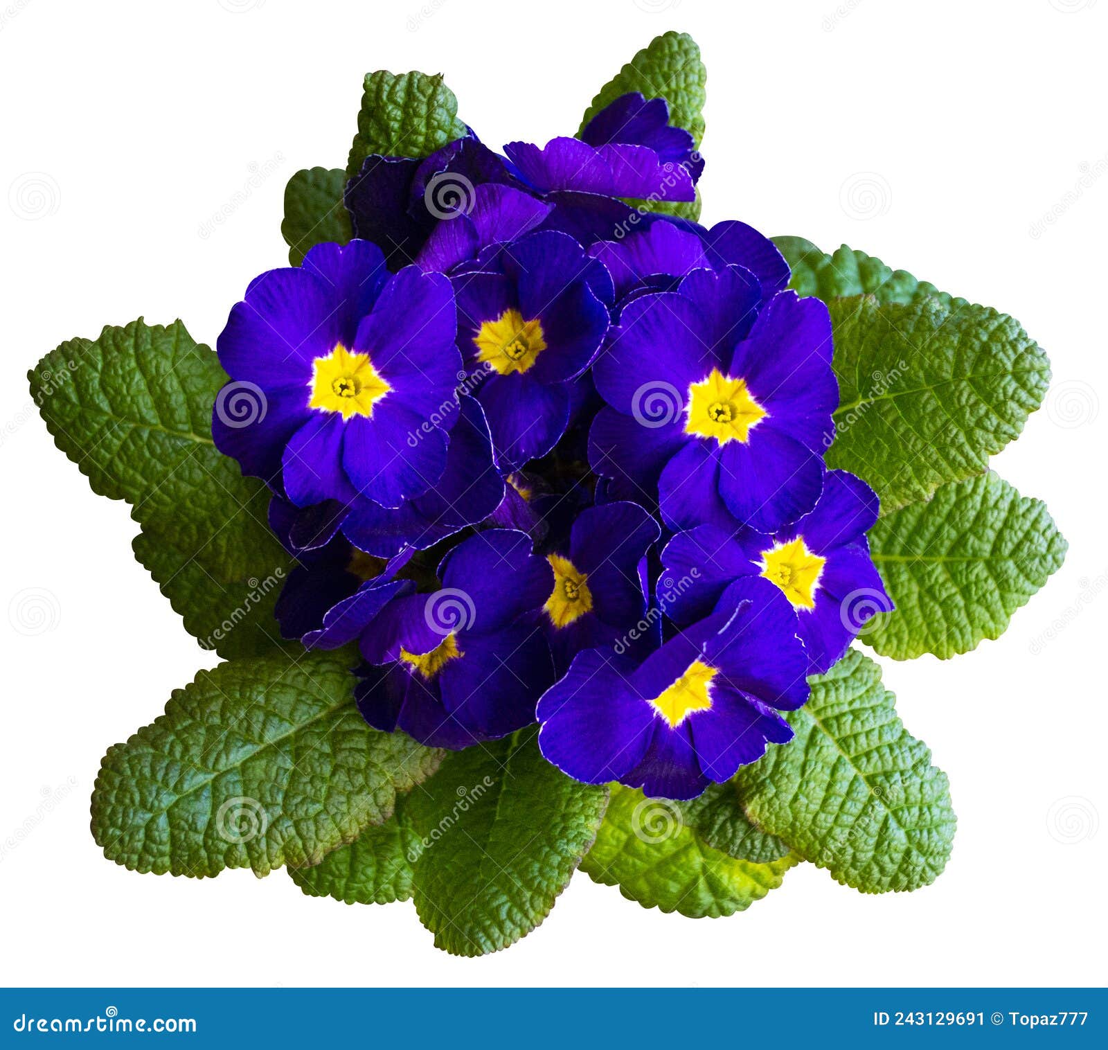 Blue Primrose Flowers Isolated on White Background Stock Image - Image ...