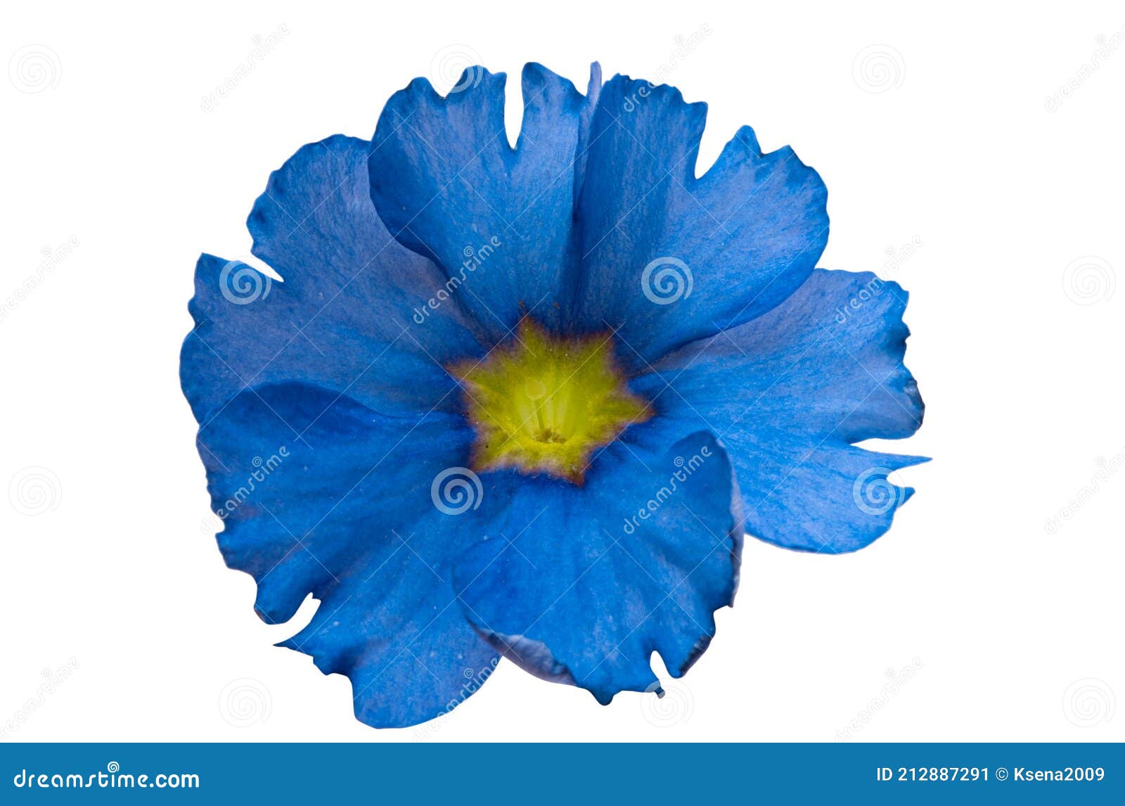 Blue primrose isolated stock image. Image of decorative - 212887291