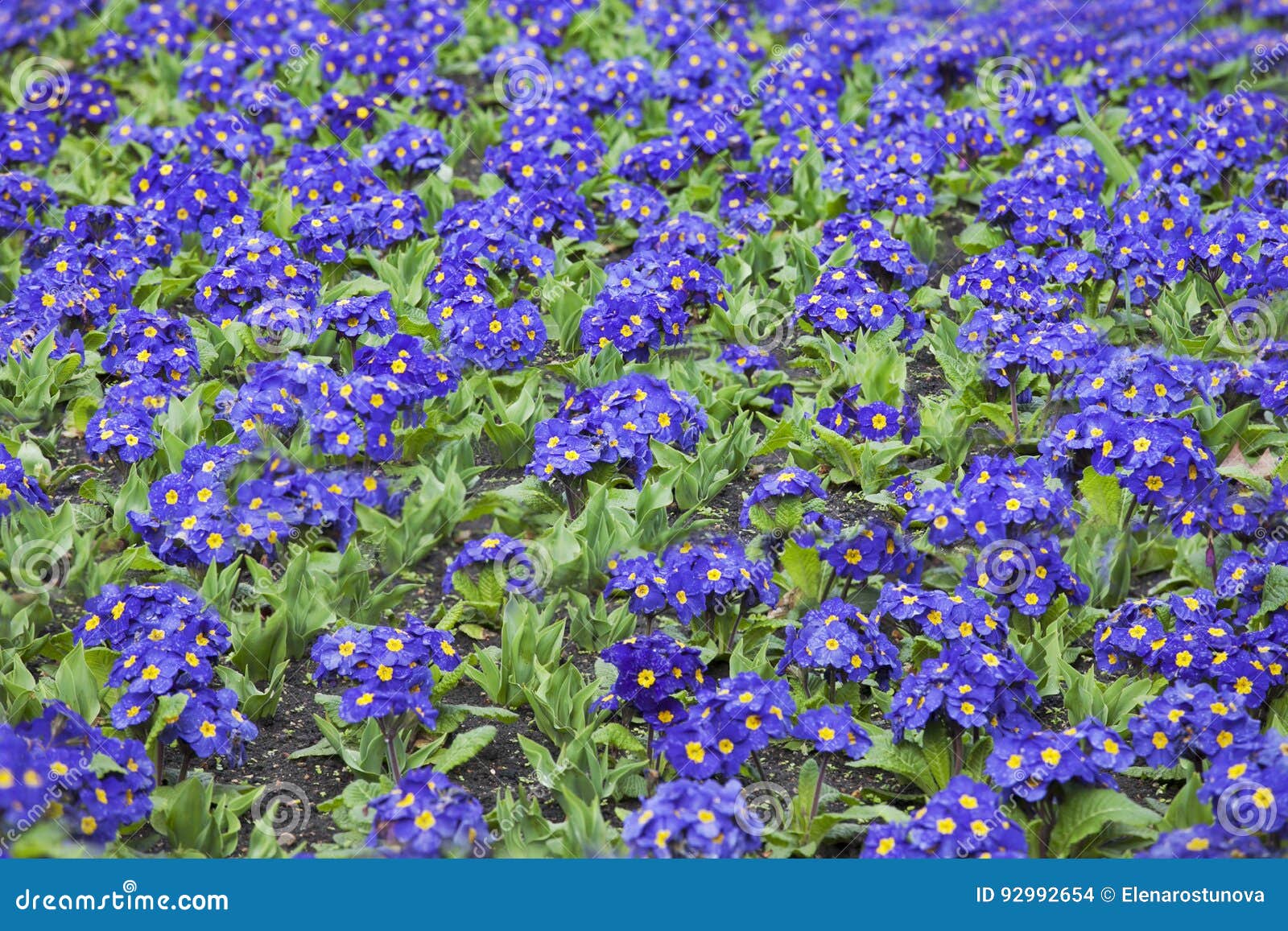 Blue Primrose on the Lawn As a Garden Ornament Stock Photo - Image of ...