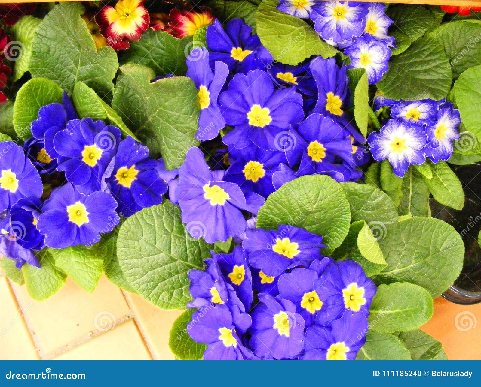 Blue Primula - Primrose Flower of Spring Time Stock Photo - Image of ...