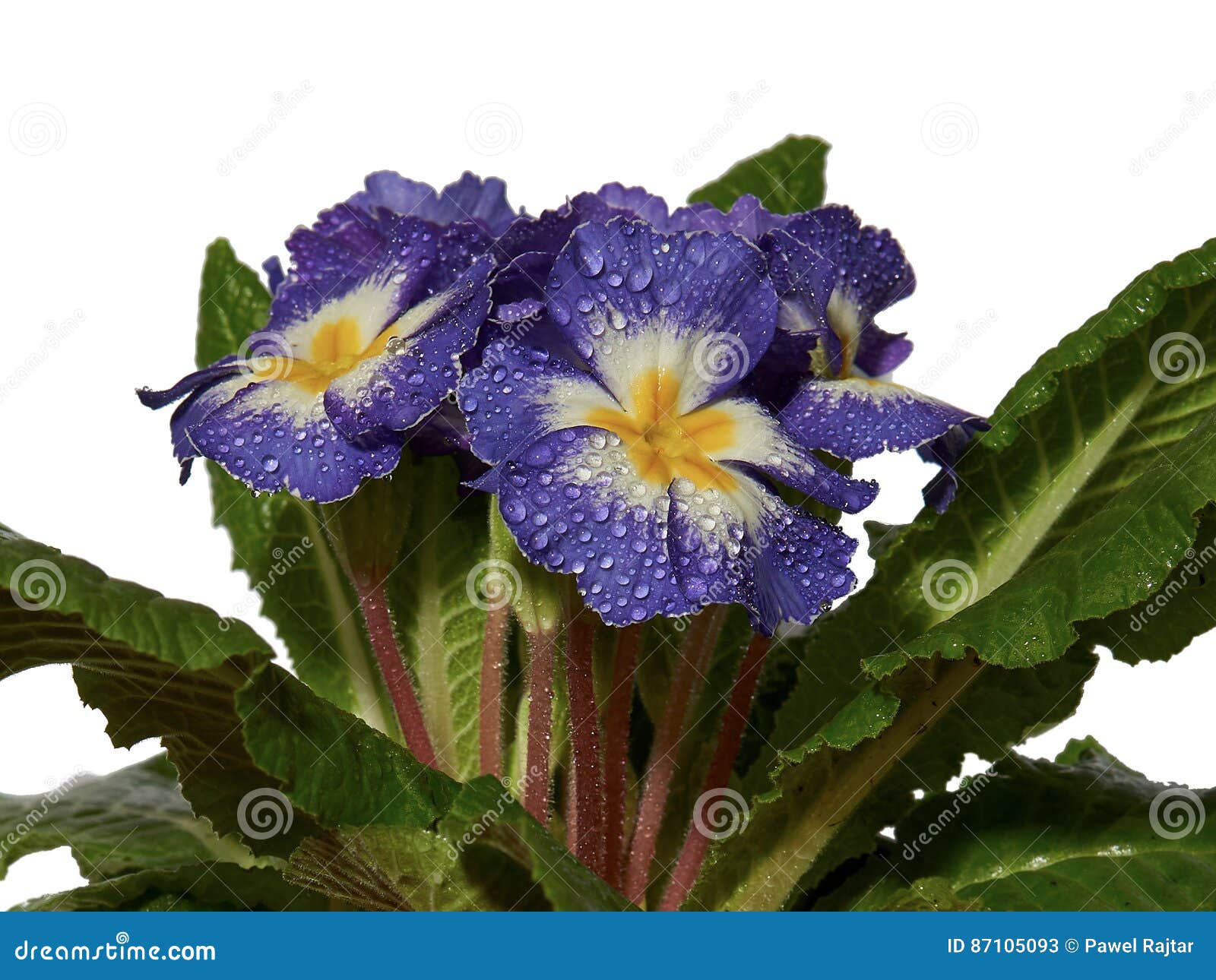 Blue Primula stock image. Image of pretty, romance, blossom - 87105093