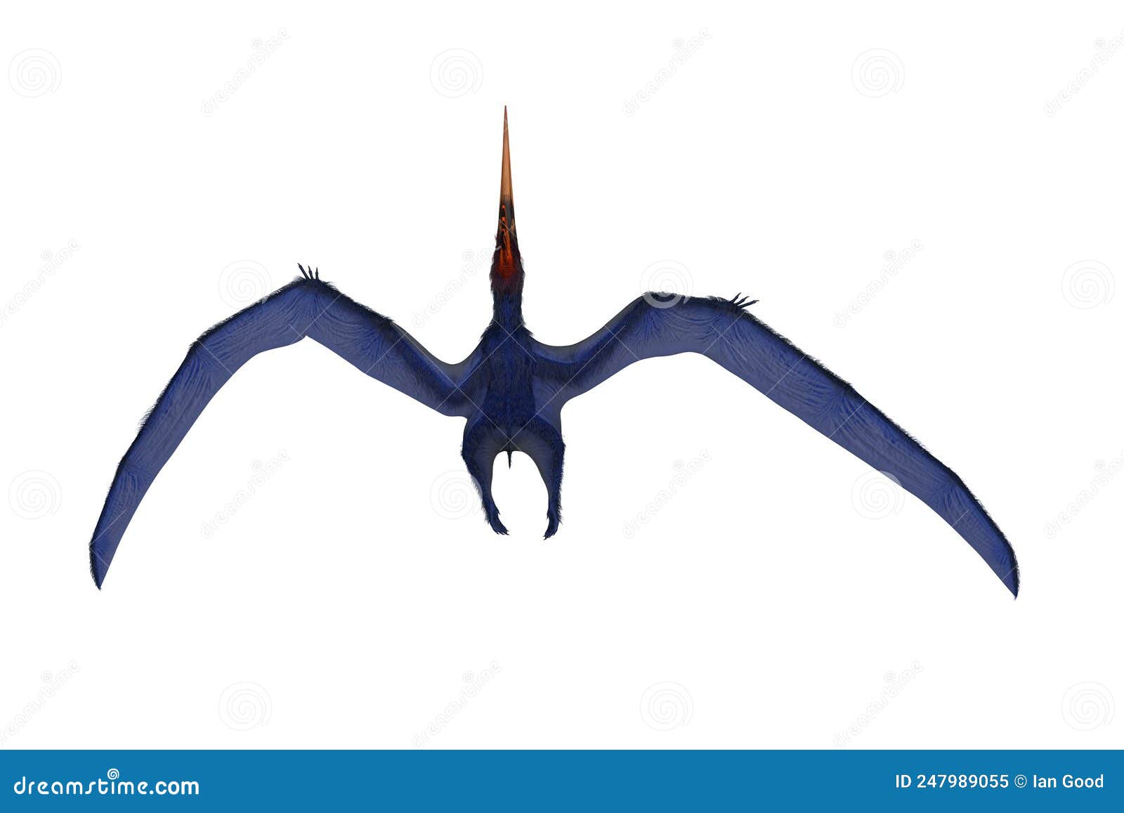 Blue Pteranodon in Flight Viewed from Above. 3D Illustration Isolated ...