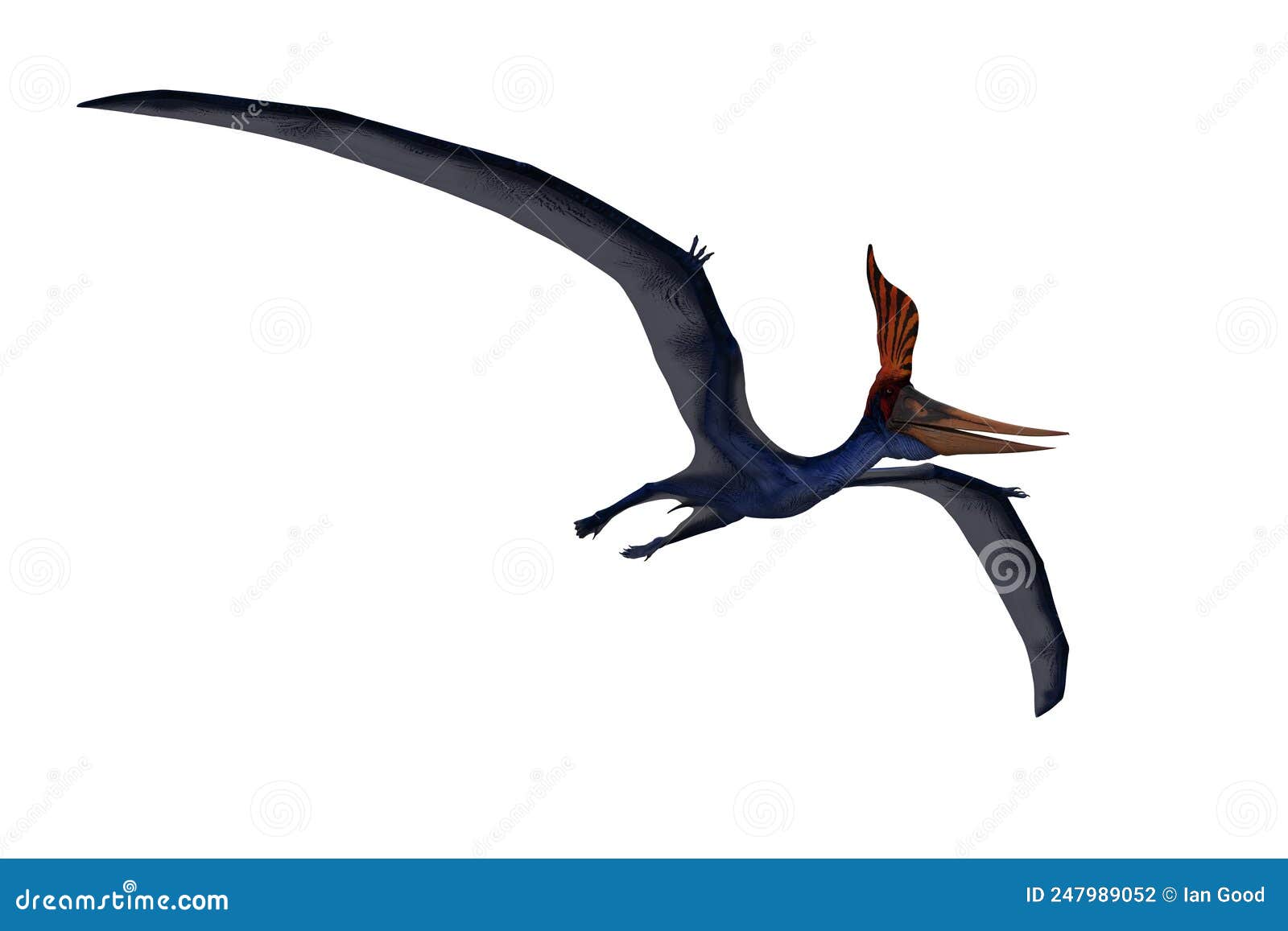 Blue Pteranodon in Flight Viewed from Below. 3D Illustration Isolated ...