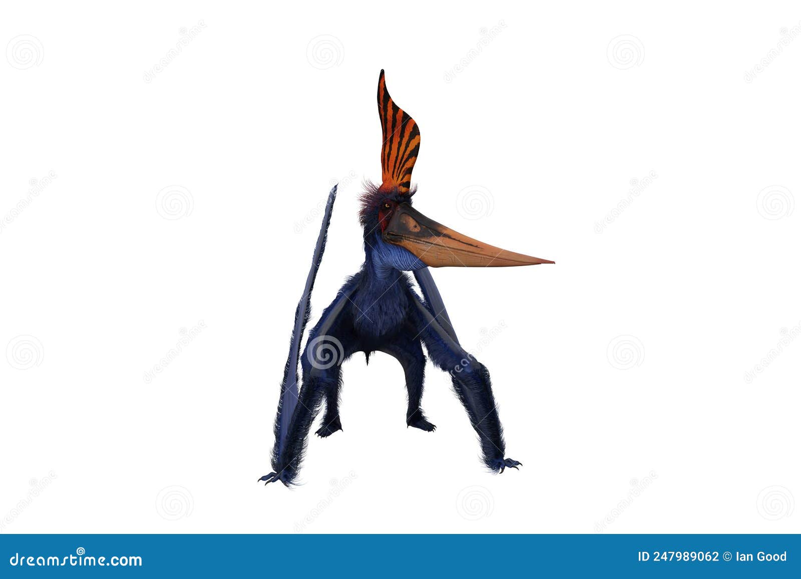 Blue Pteranodon with Orange Crest Standing with Wings Folded. 3D ...