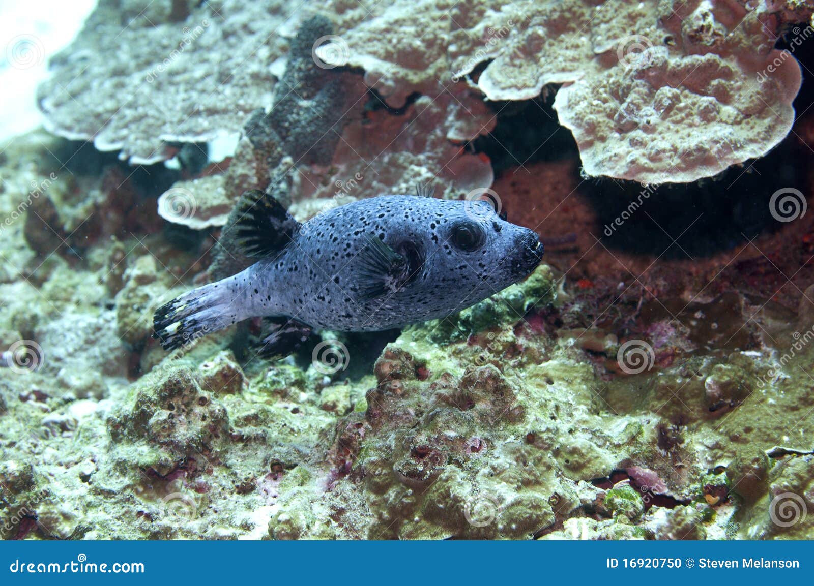 Blue puffer fish swimming stock photo. Image of island - 16920750
