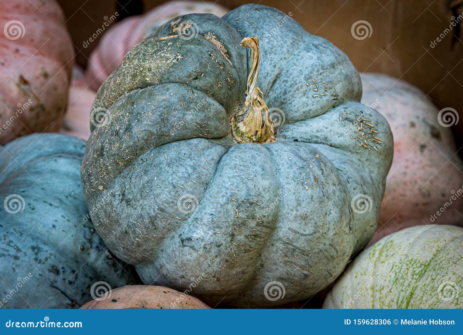 A Blue Pumpkin stock photo. Image of fall, nature, delicious - 159628306