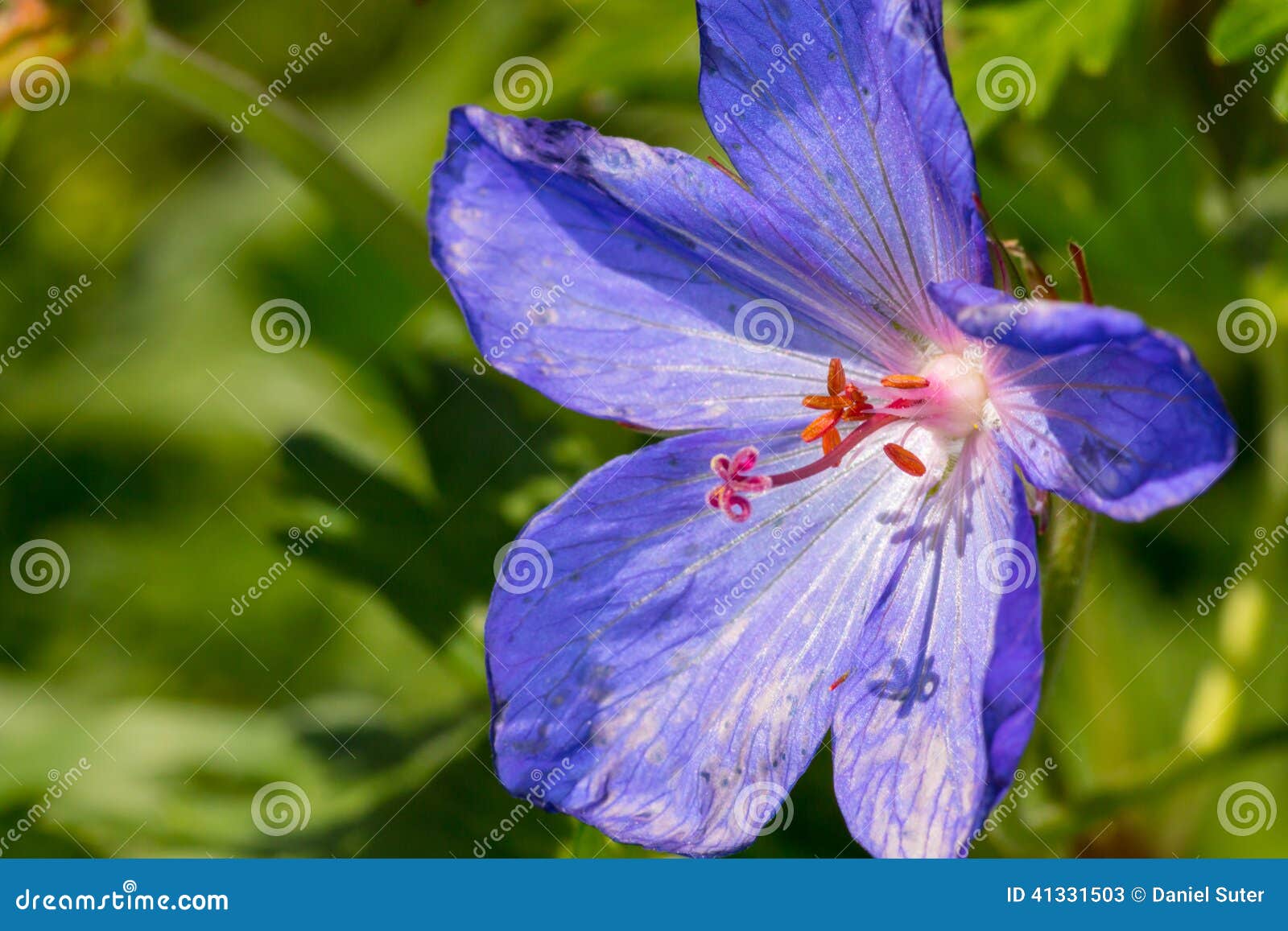 Blue purple Flower stock image. Image of closeup, purple - 41331503