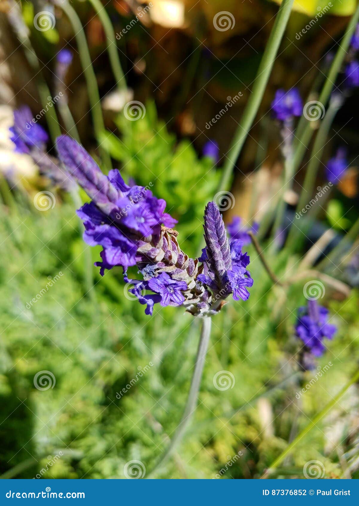 Blue Purple Flowers Close Up and 4k Stock Photo - Image of flowers ...