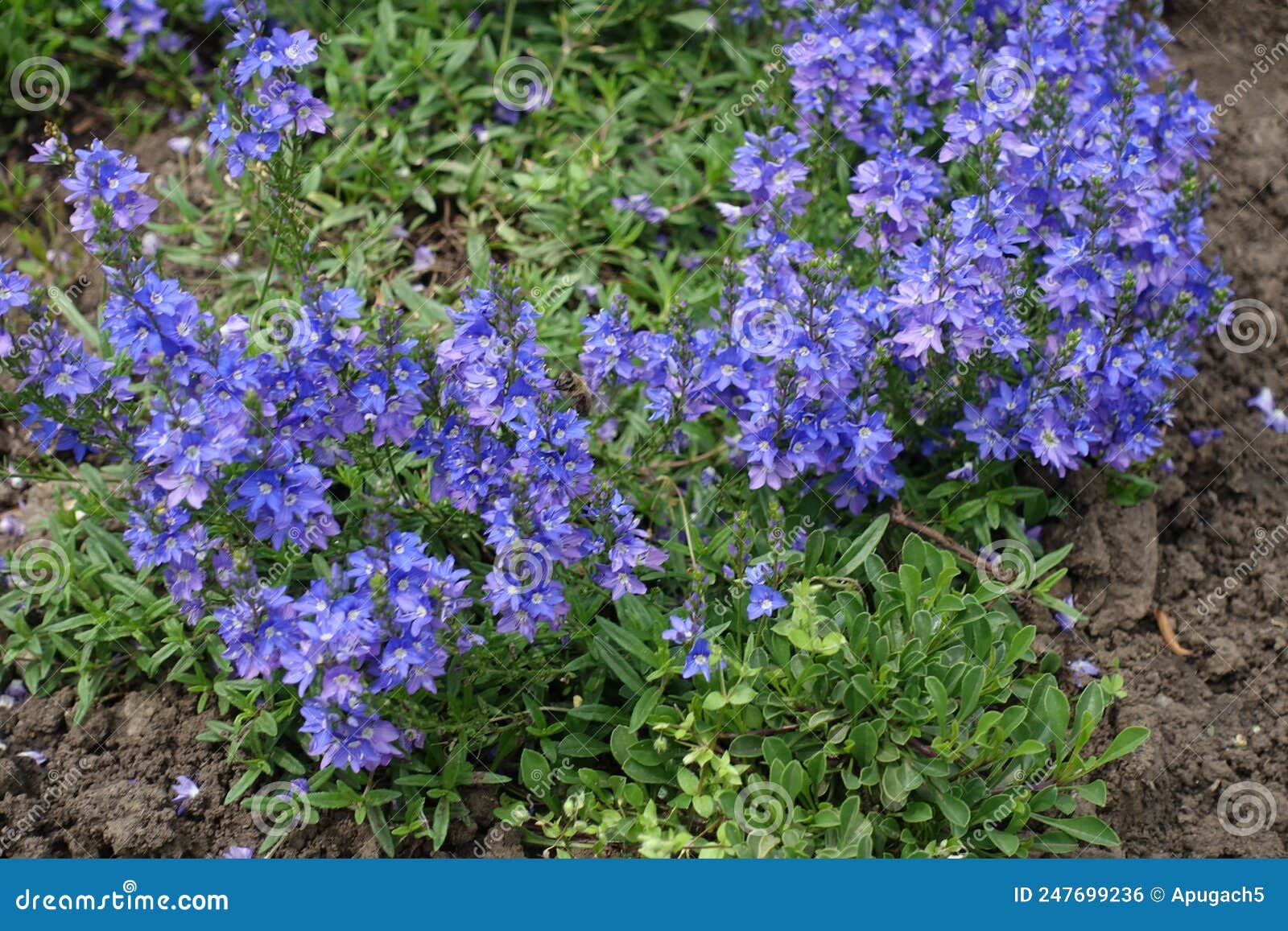 Blue and Purple Flowers of Prostrate Speedwell Stock Photo - Image of ...
