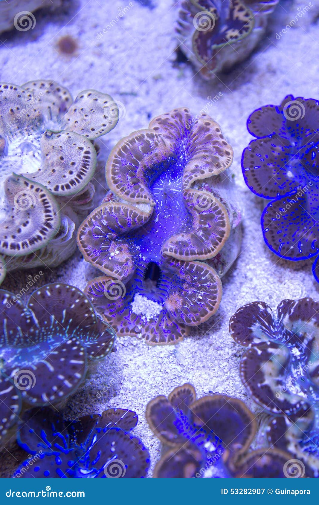 Blue Purple Gold Giant Clams Stock Image - Image of purple, reef: 53282907