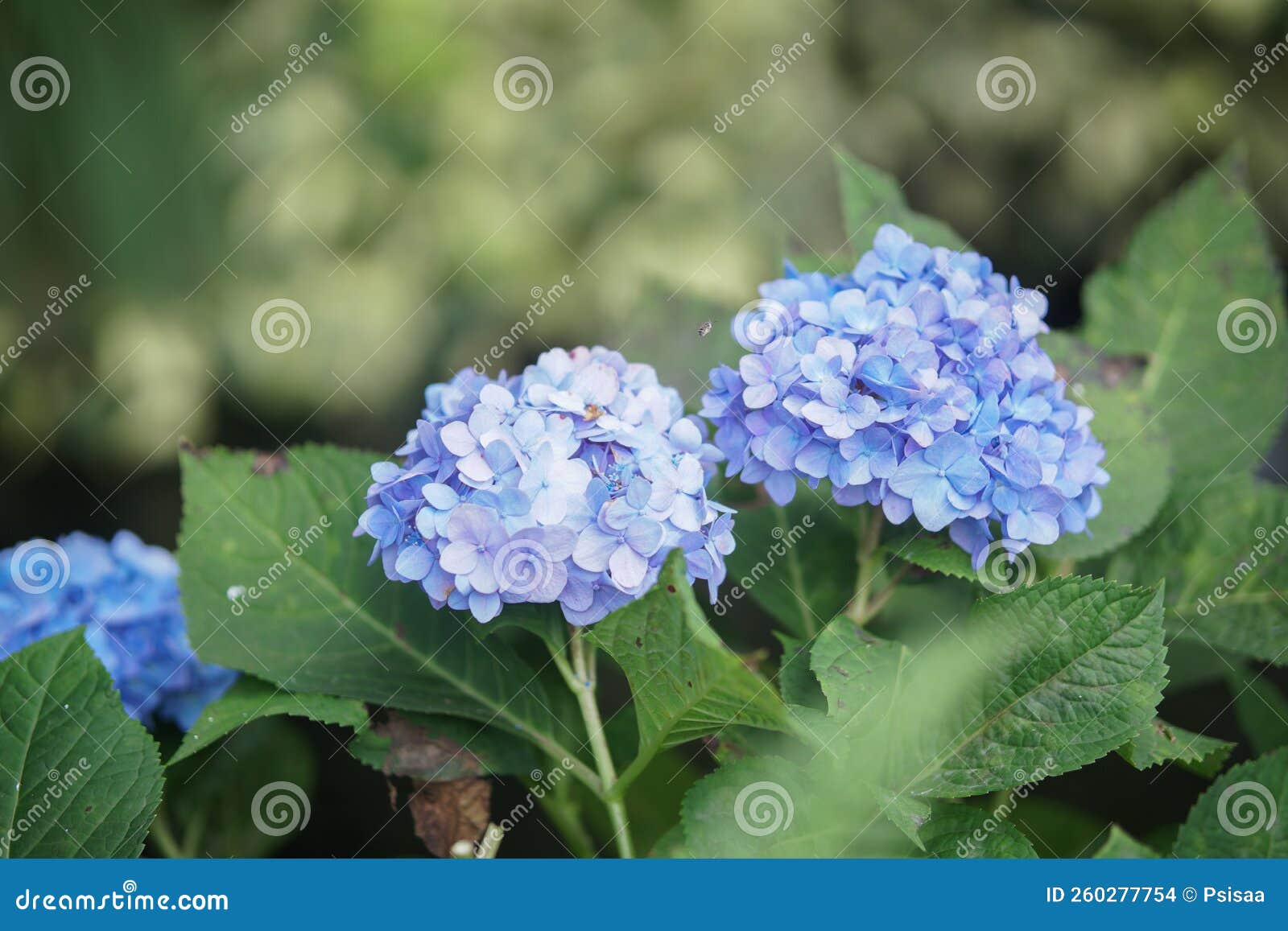 Blue Purple Hydrangea Flower in the Garden Stock Photo - Image of ...