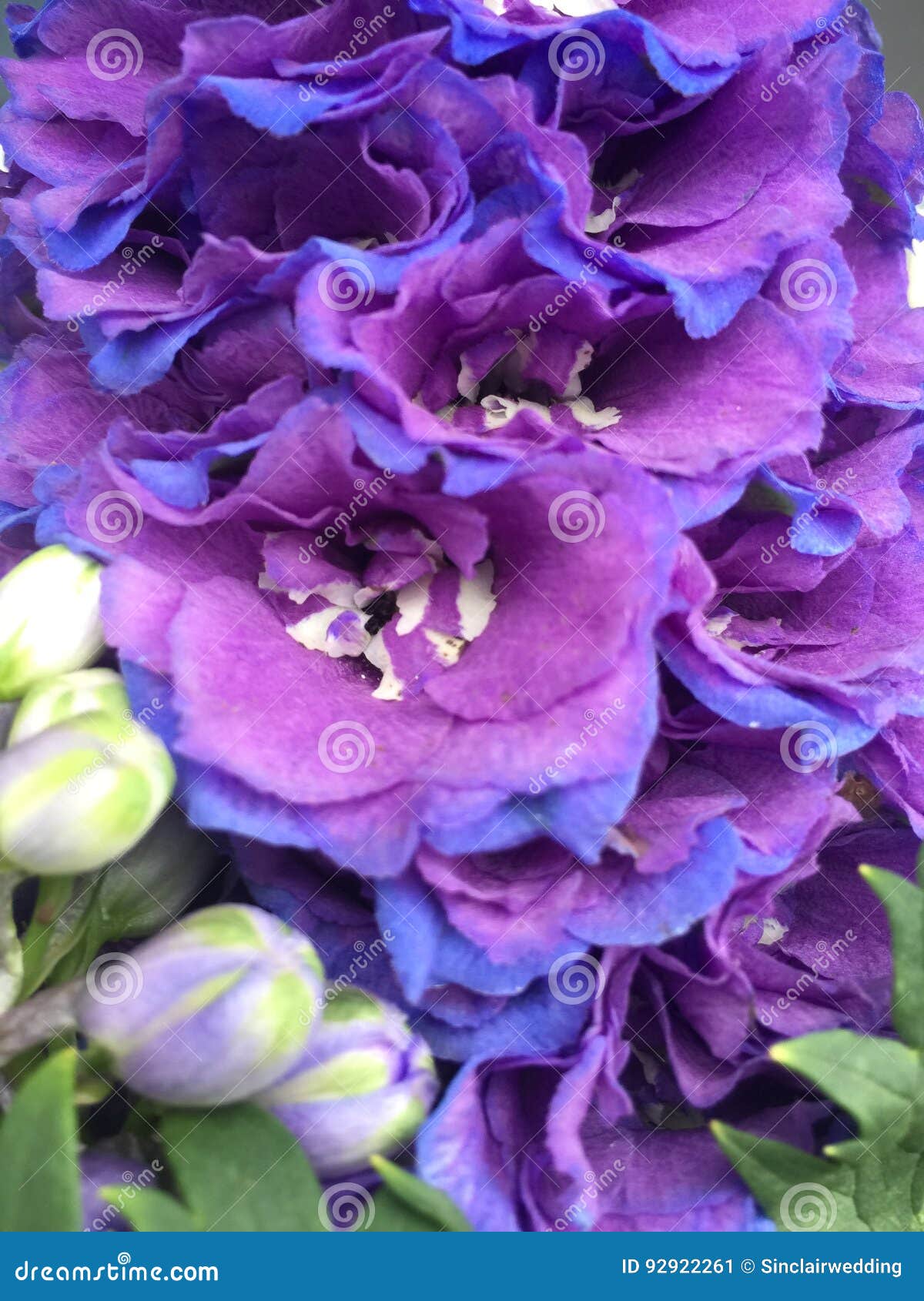 Blue and purple hydrangea stock image. Image of nature - 92922261