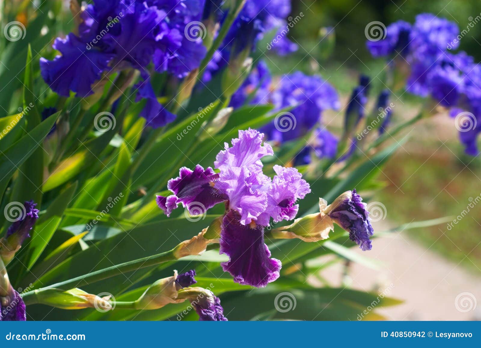 Blue and Purple Iris Flowers Drooping Bright Stock Photo - Image of ...