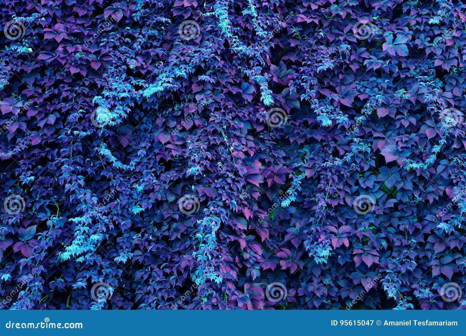 Blue and Purple Ivy Background Stock Image - Image of abstract ...
