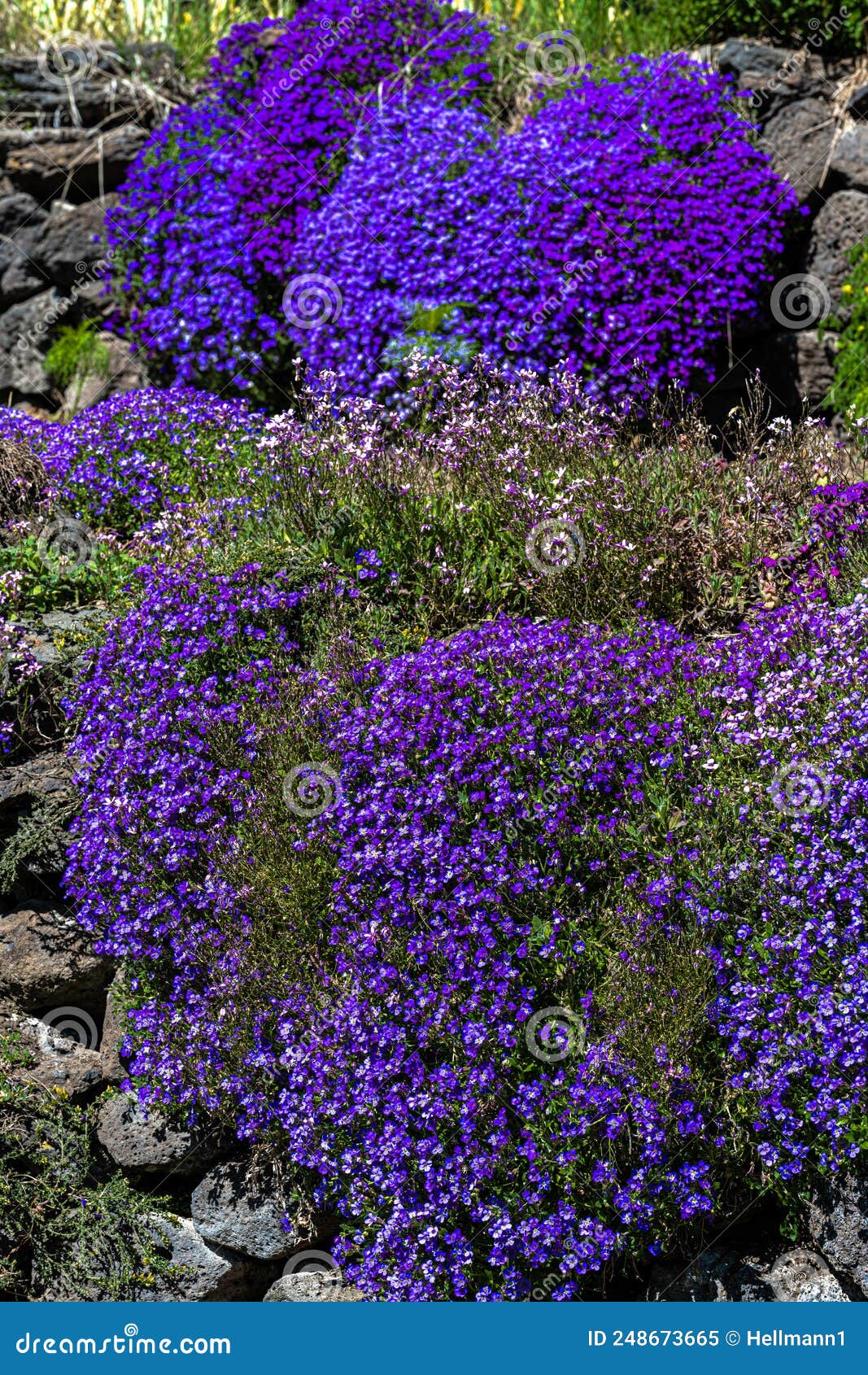 Blue and Purple Rock Cress stock image. Image of bright - 248673665
