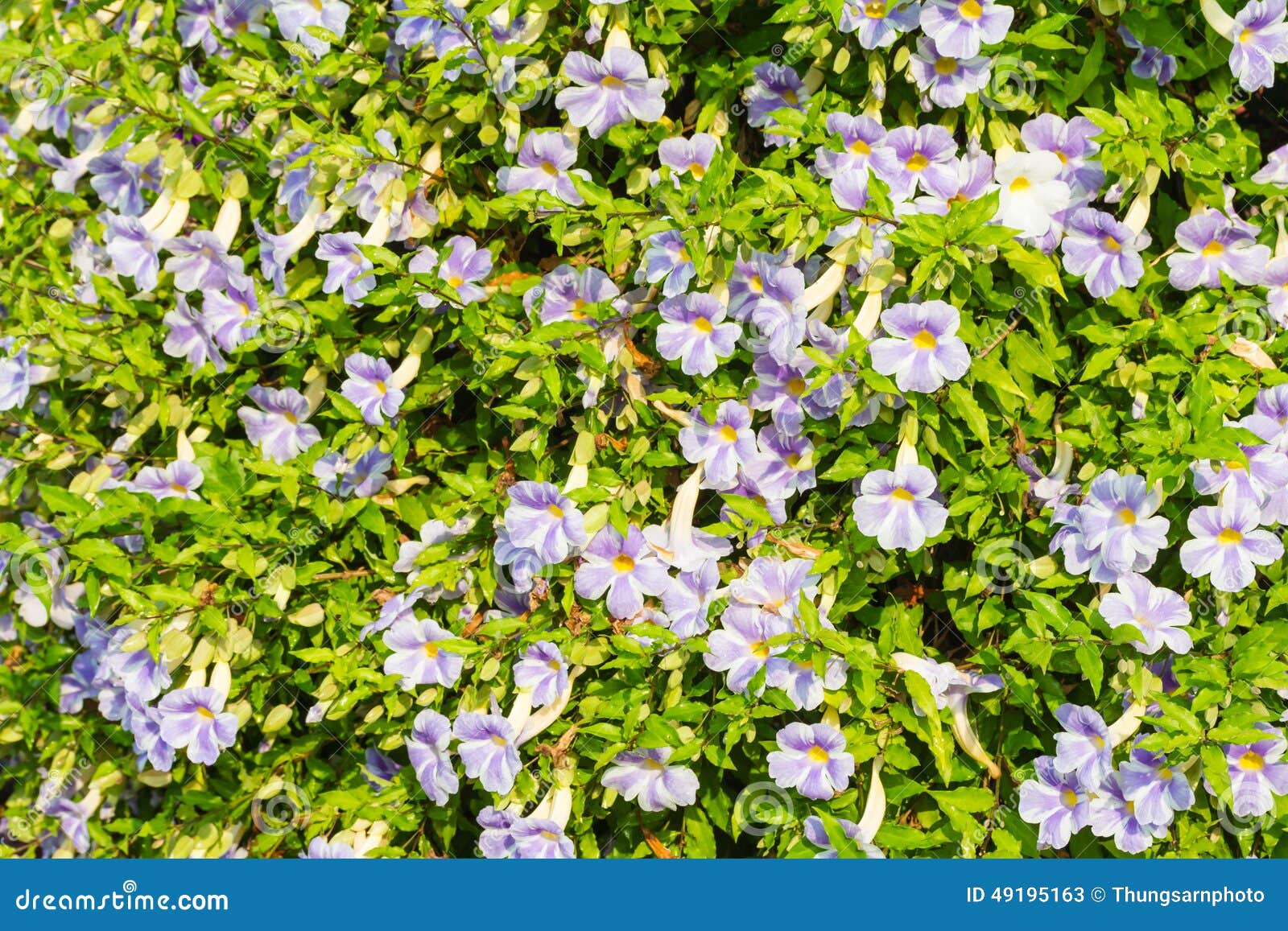 Laurel Clock Vine, Blue Trumpet Vine,Thunbergia Laurifolia, Acanthaceae ...