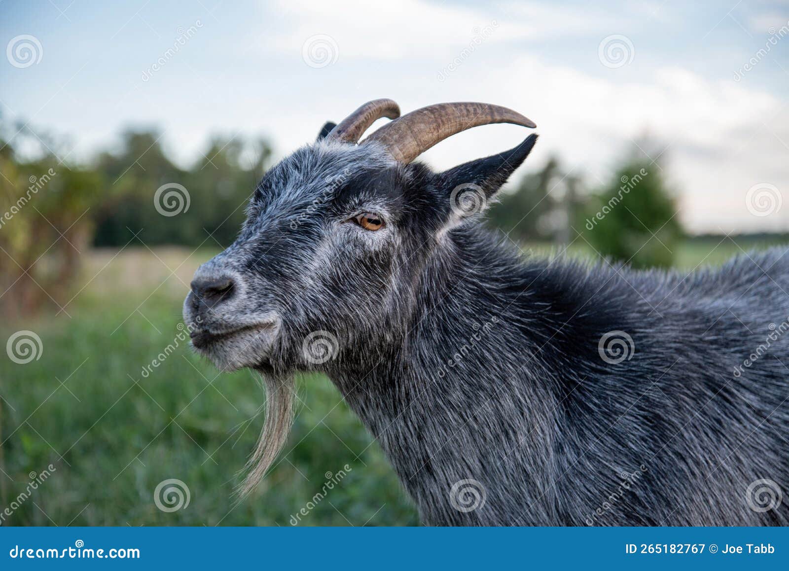 Blue pygmy goat stock image. Image of farm, animal, living - 265182767