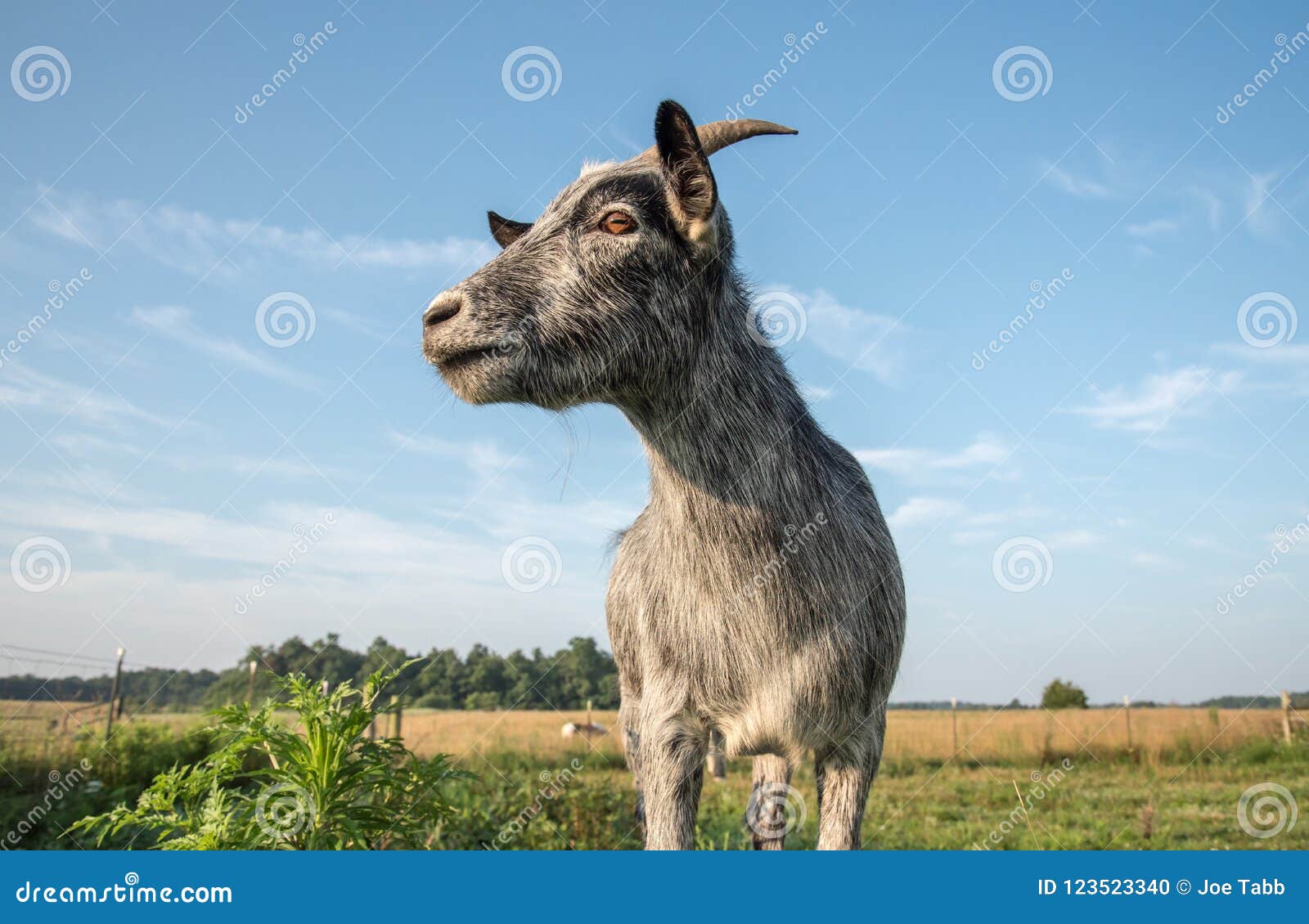 Blue pygmy goat stock photo. Image of watching, hardy - 123523340