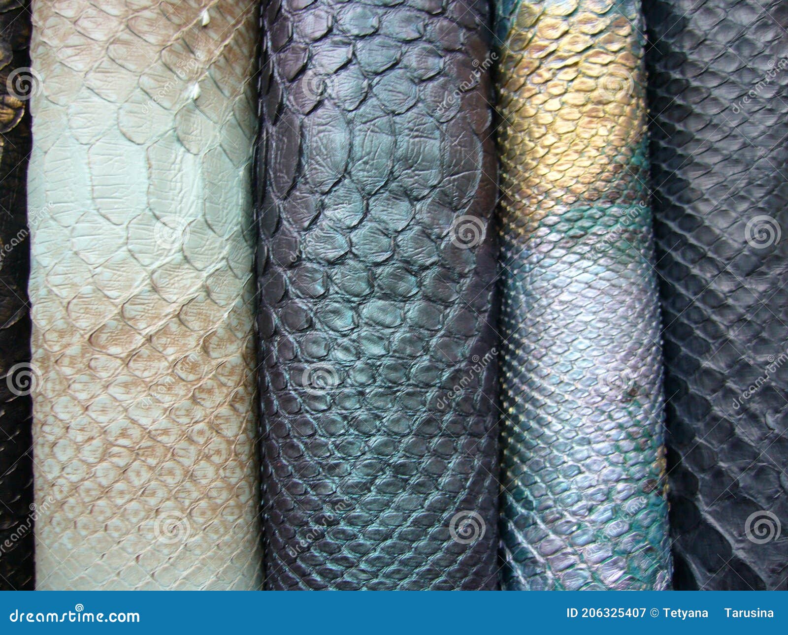 Blue python skin snake. stock image. Image of fashion - 206325407