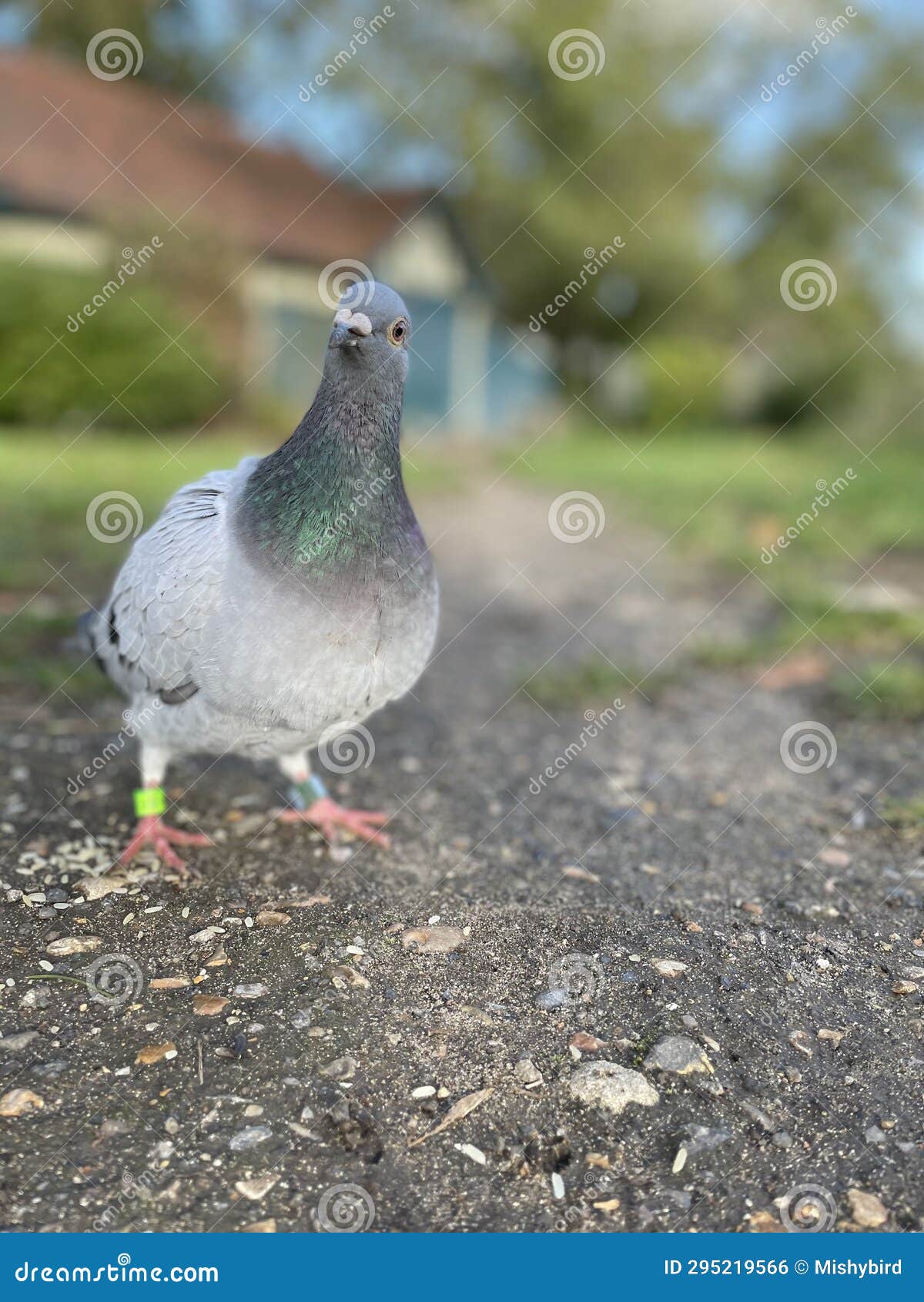 A Blue Racing Pigeon on the Ground Stock Photo - Image of homing, race ...