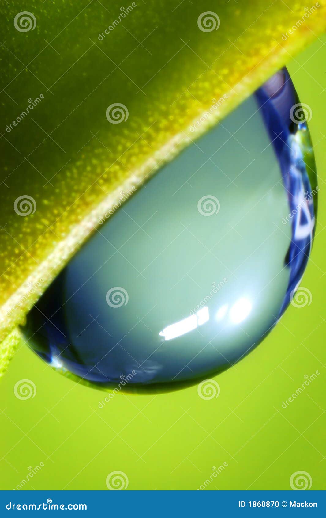 Blue rain-drop stock photo. Image of raindrop, plant, drop - 1860870