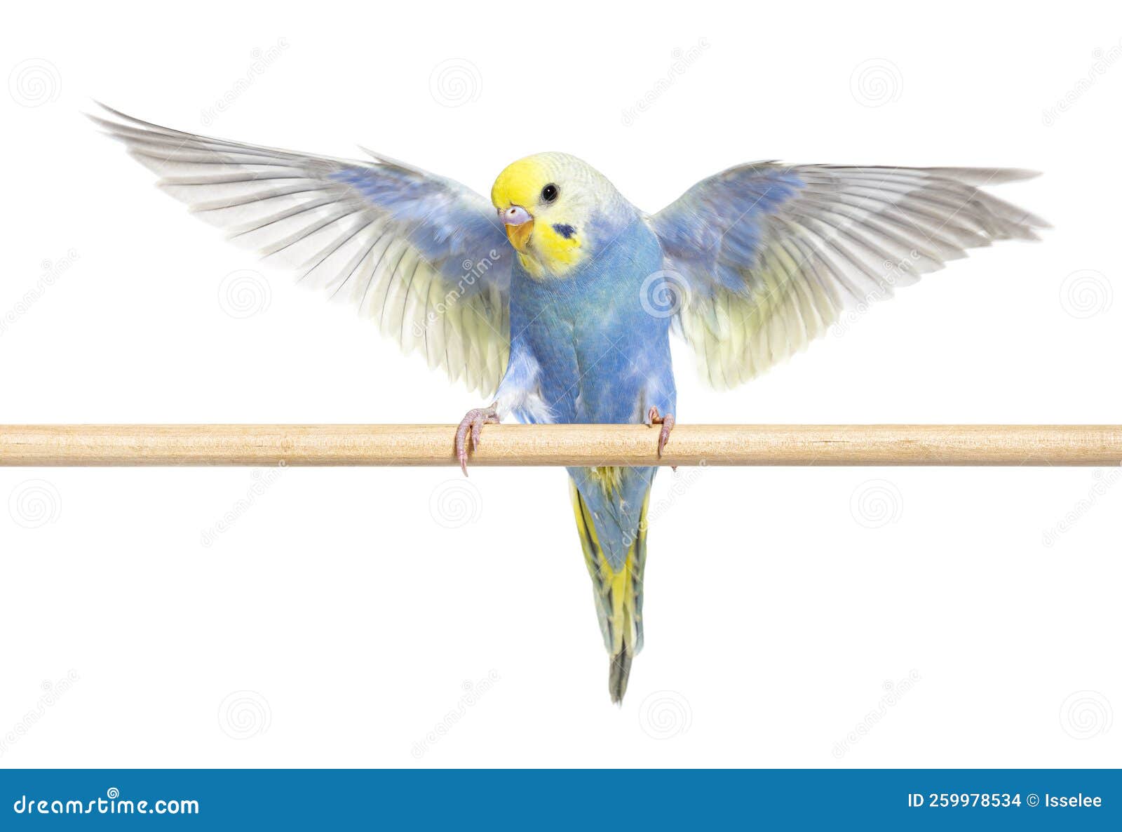 Blue Rainbow Budgerigar Bird Flying Wings Spread Facing at the C Stock ...