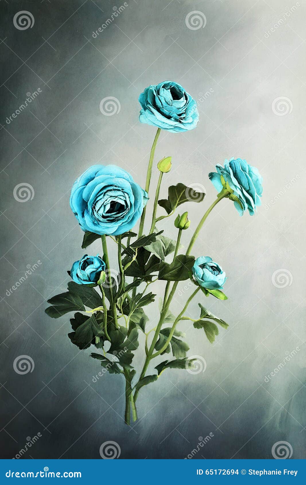 Blue Ranunculus stock illustration. Illustration of graphic - 65172694