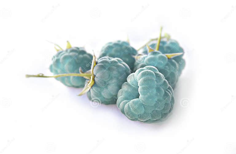 Blue raspberry stock image. Image of color, friendly - 85333657