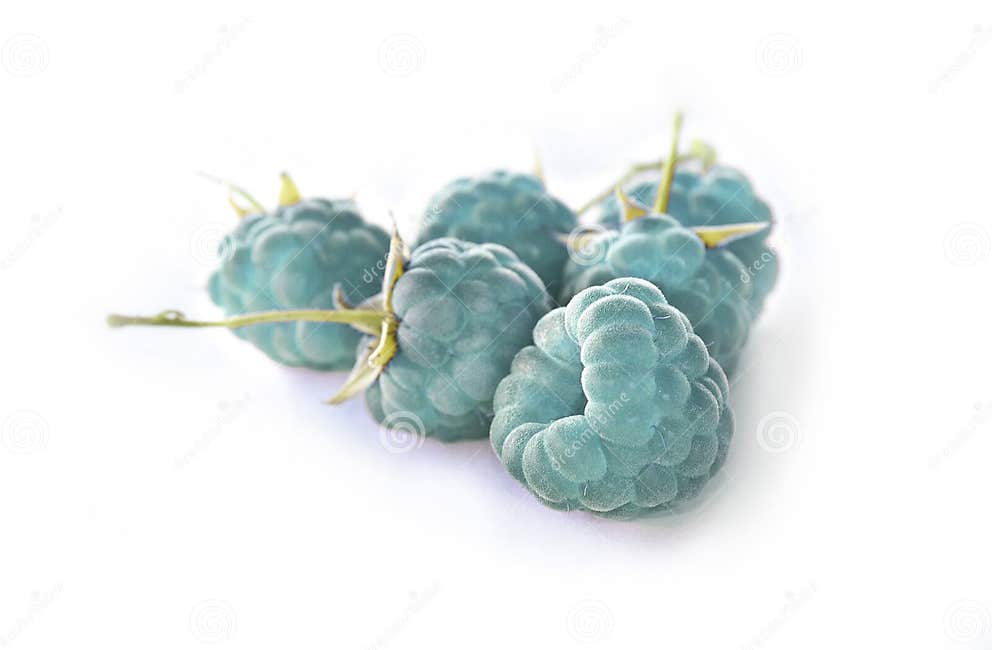 Blue raspberry stock image. Image of color, friendly - 85333657