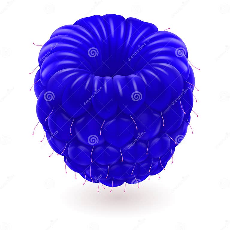 Blue raspberry. stock illustration. Illustration of loganberry - 33566646