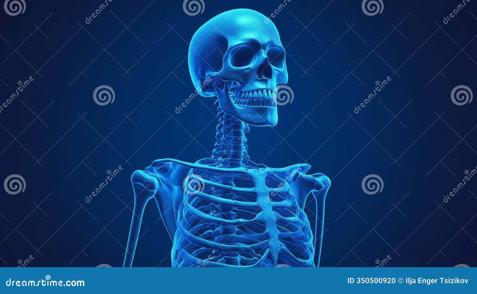 Blue X-Ray, Front View of Human Skeleton Featuring Skull, Spine, Rib ...
