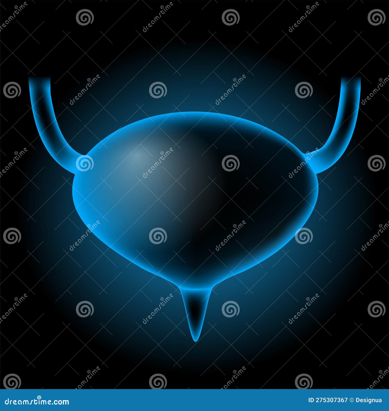 Blue realistic bladder stock vector. Illustration of bladder - 275307367