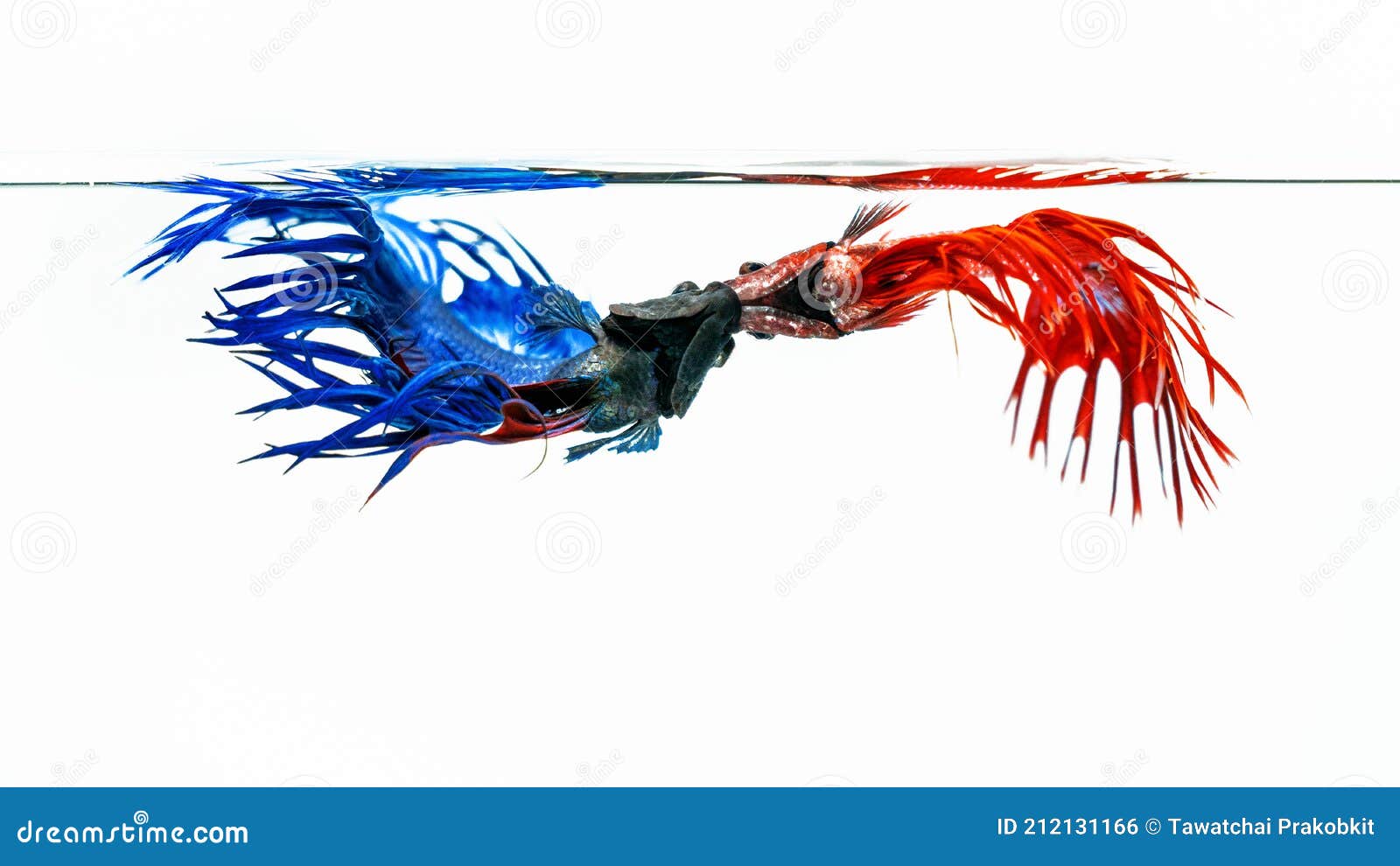 Blue and Red Betta Fish, Fighting Fish Isolated on White Background ...