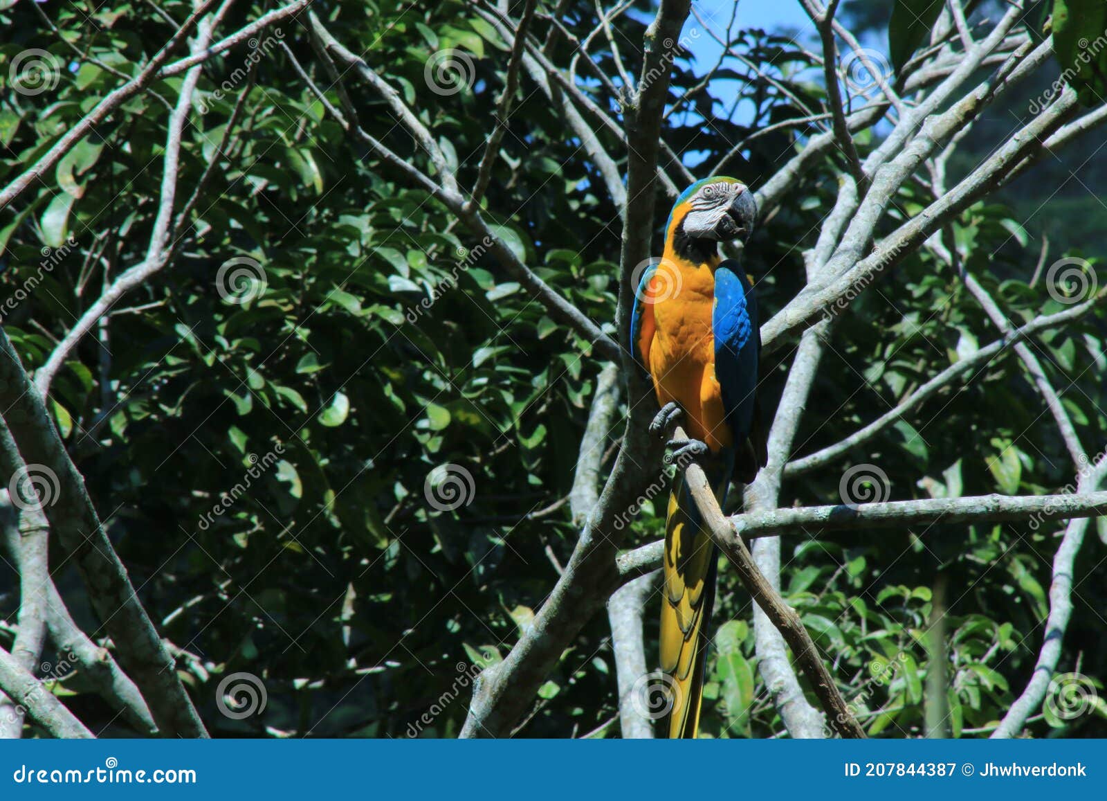 A Blue and Red Colored Macaw, Ara Macaw, Sitting in the Branches of a ...