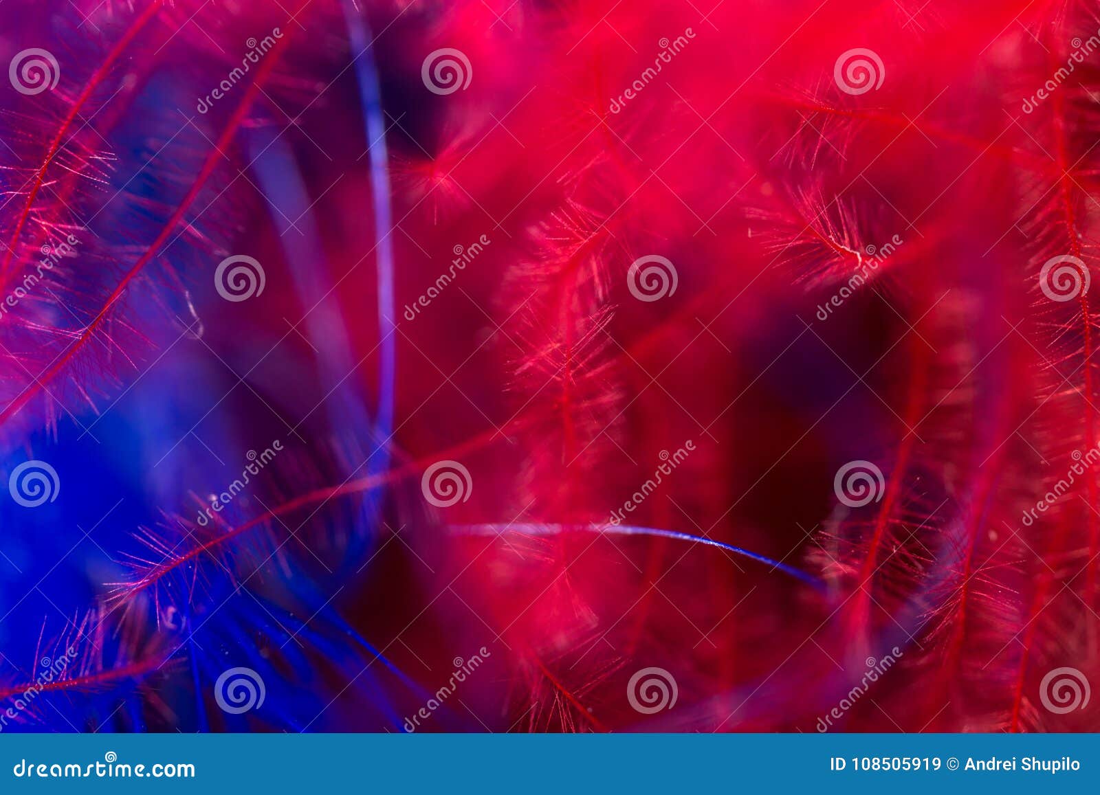 Blue and Red Feather As an Abstract Background Stock Image - Image of ...