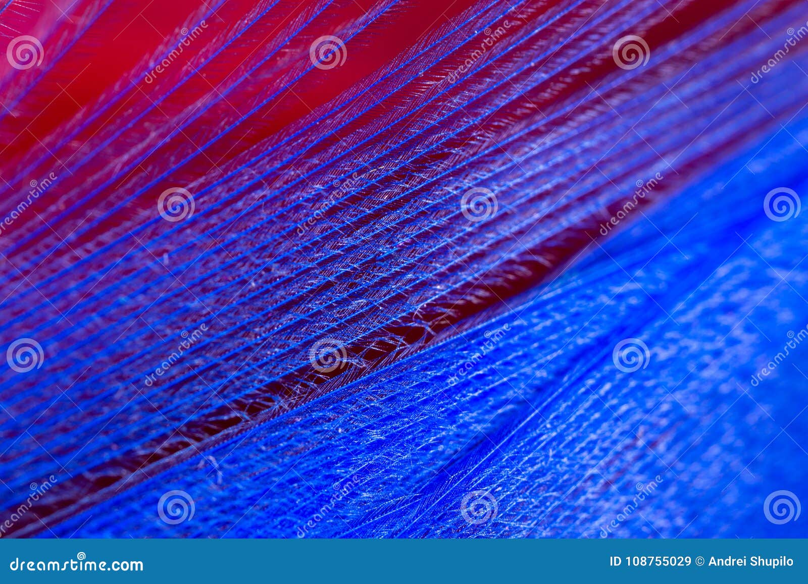 Blue and Red Feather As an Abstract Background Stock Image - Image of ...