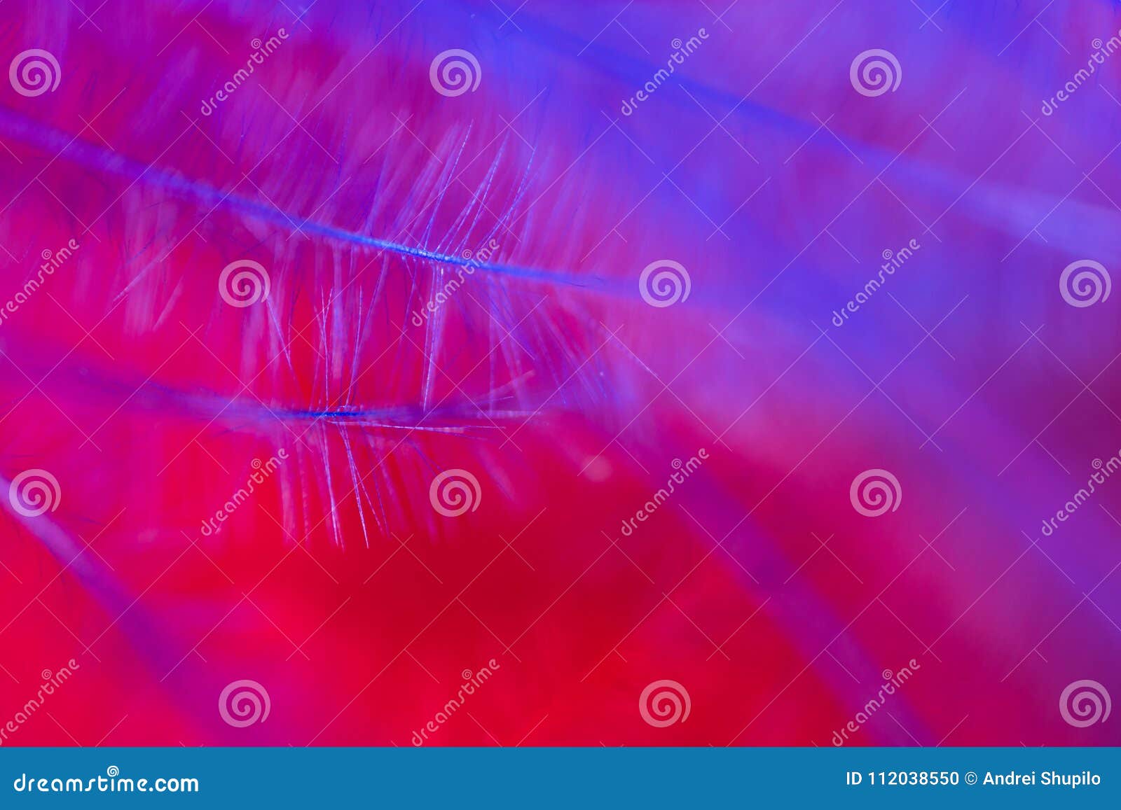 Blue and Red Feather As an Abstract Background Stock Photo - Image of ...